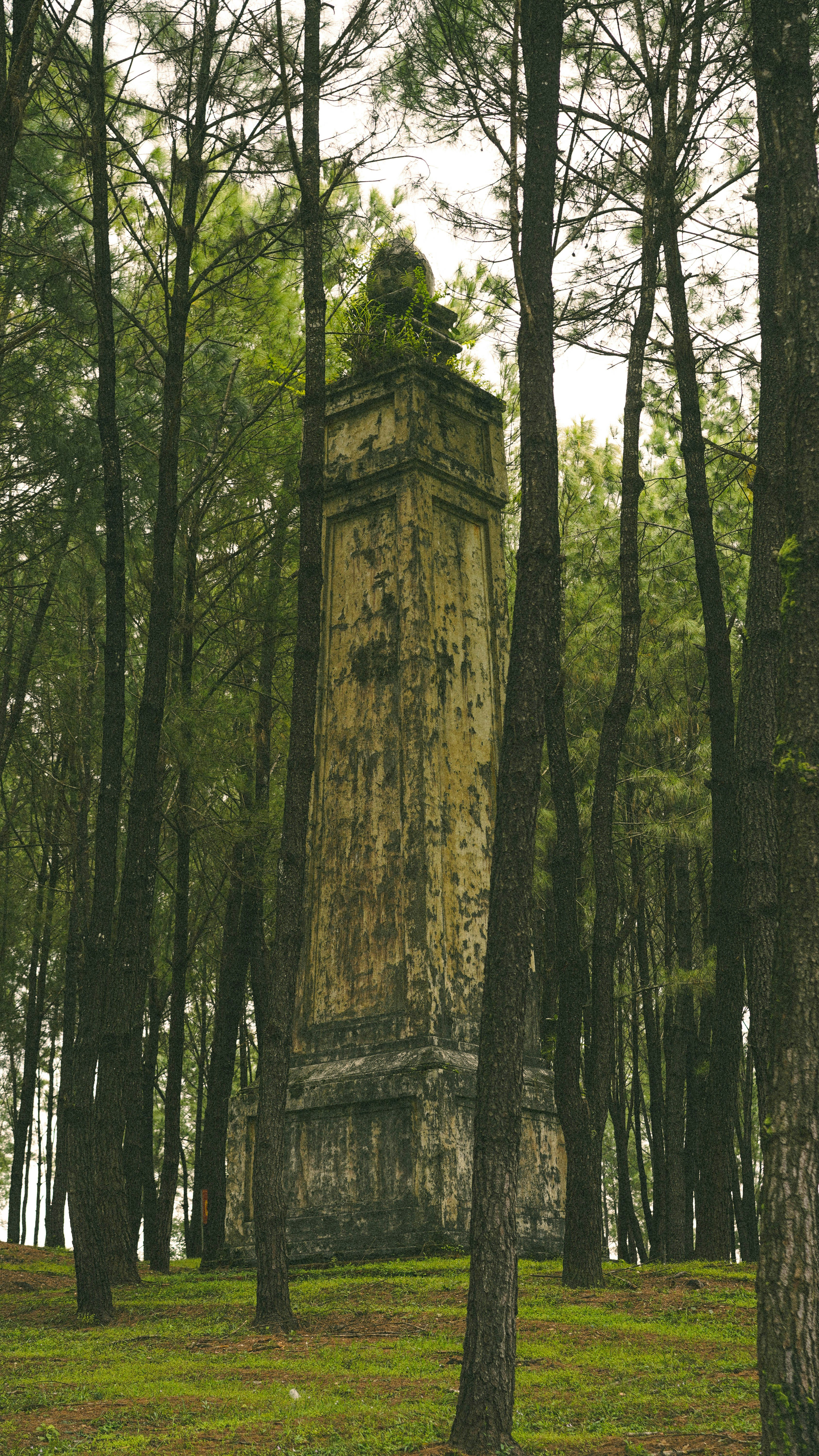 Whispering Obelisk: A Sunken Monument in the Pine Grove
