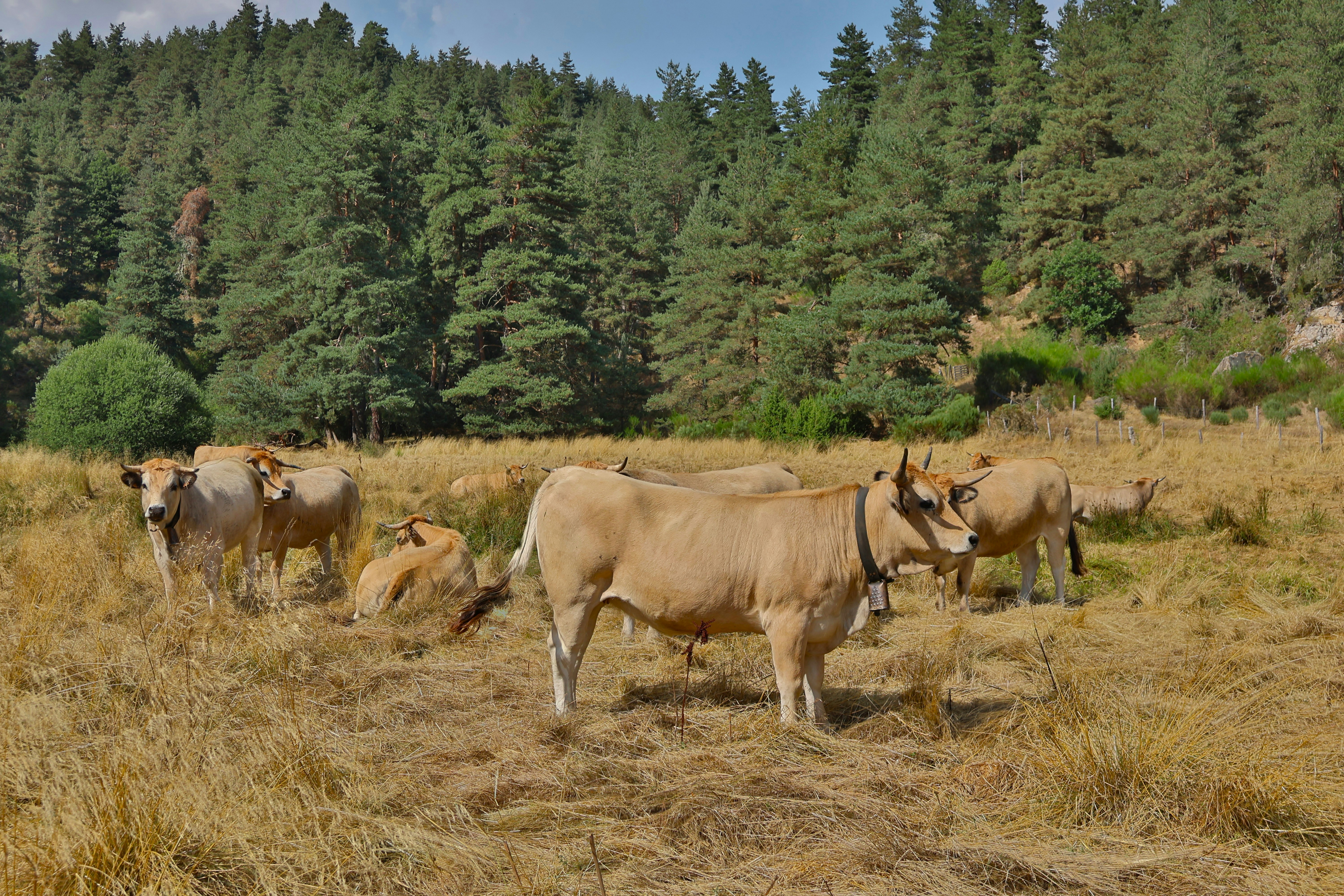Pasture Herd: Cows Beneath Pine Forest