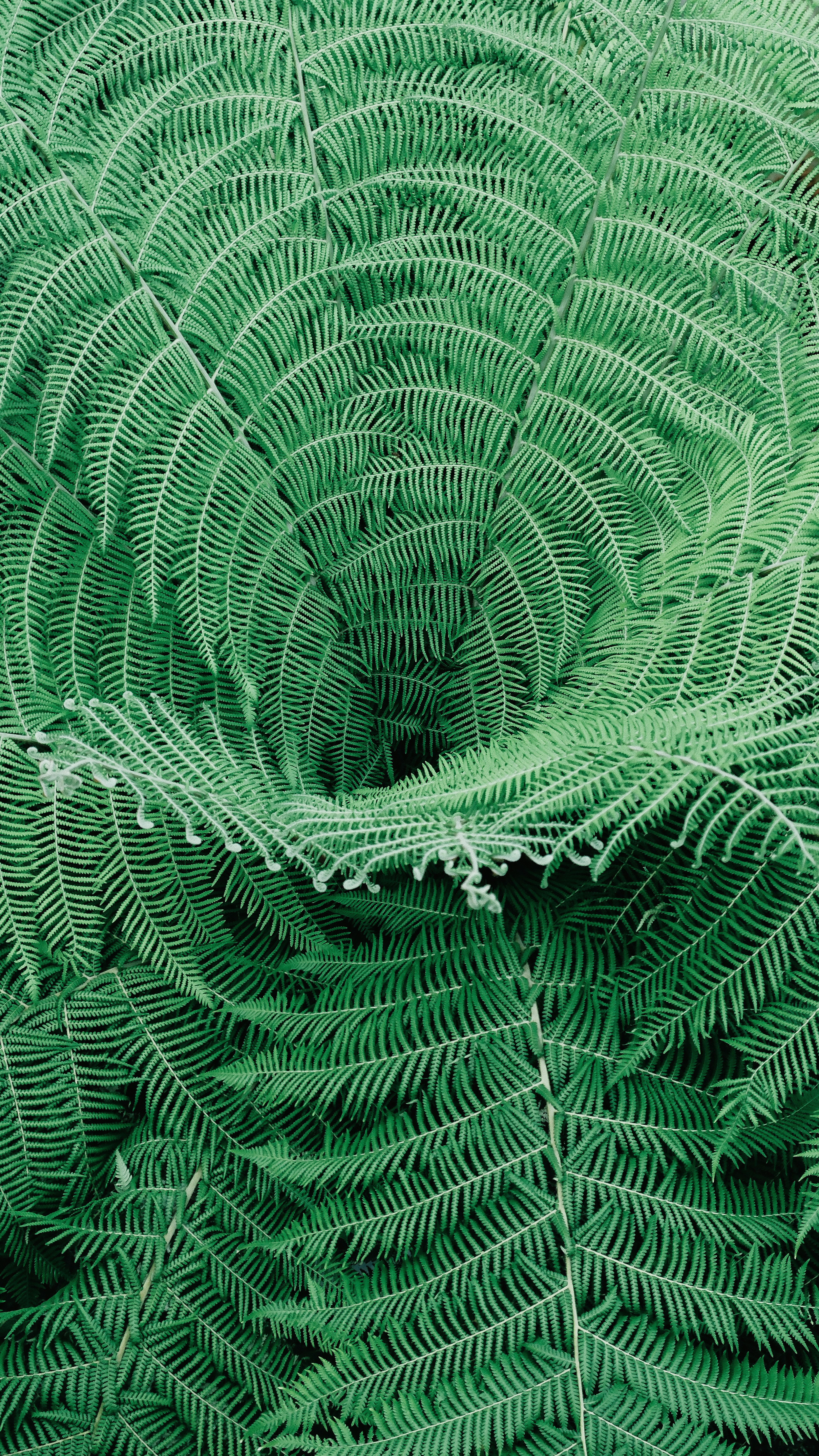 Fractal Ferns: a Kaleidoscope of Green Circles