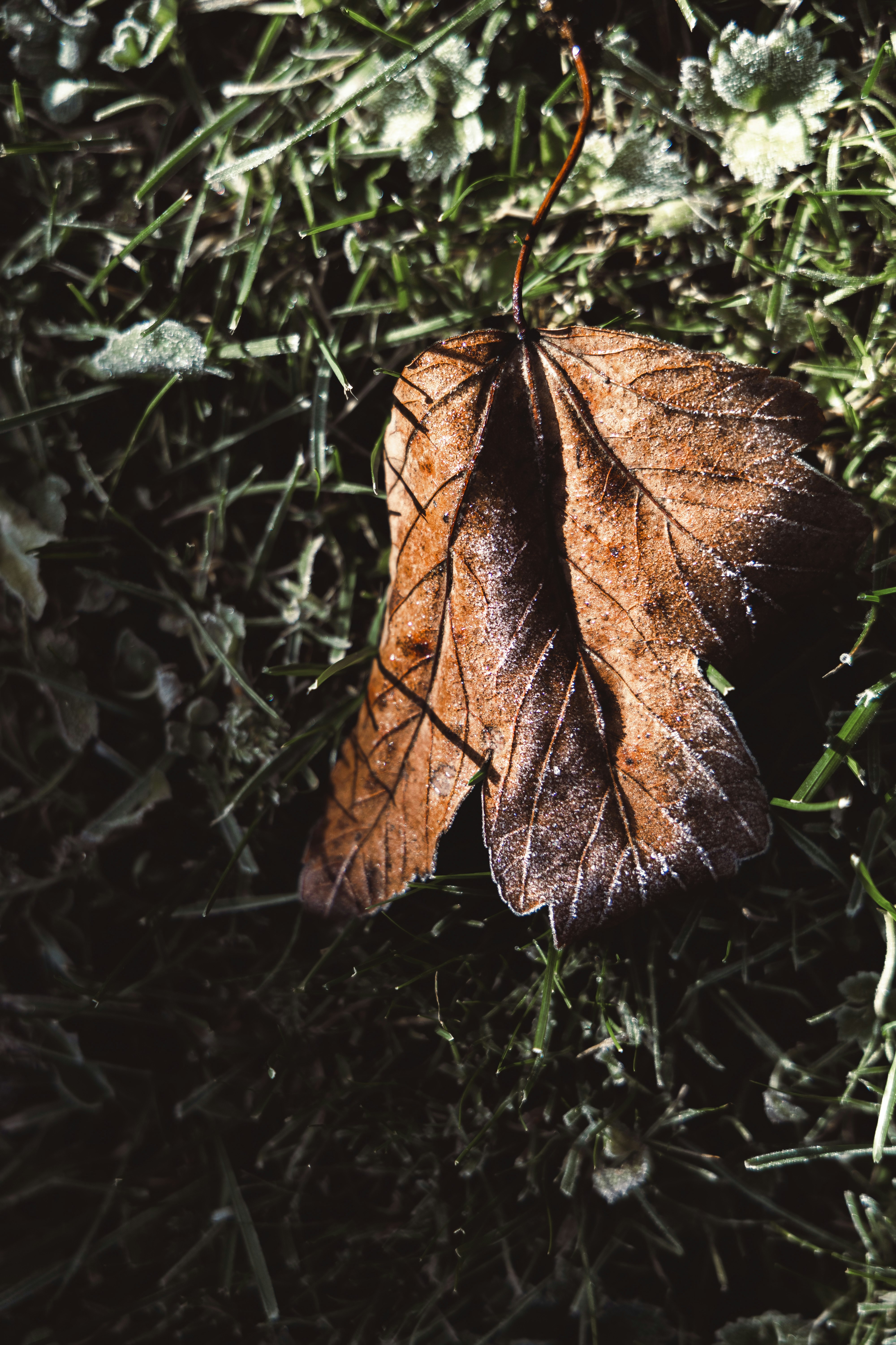 Frost-kissed Leaf Echoes a Quiet Morning