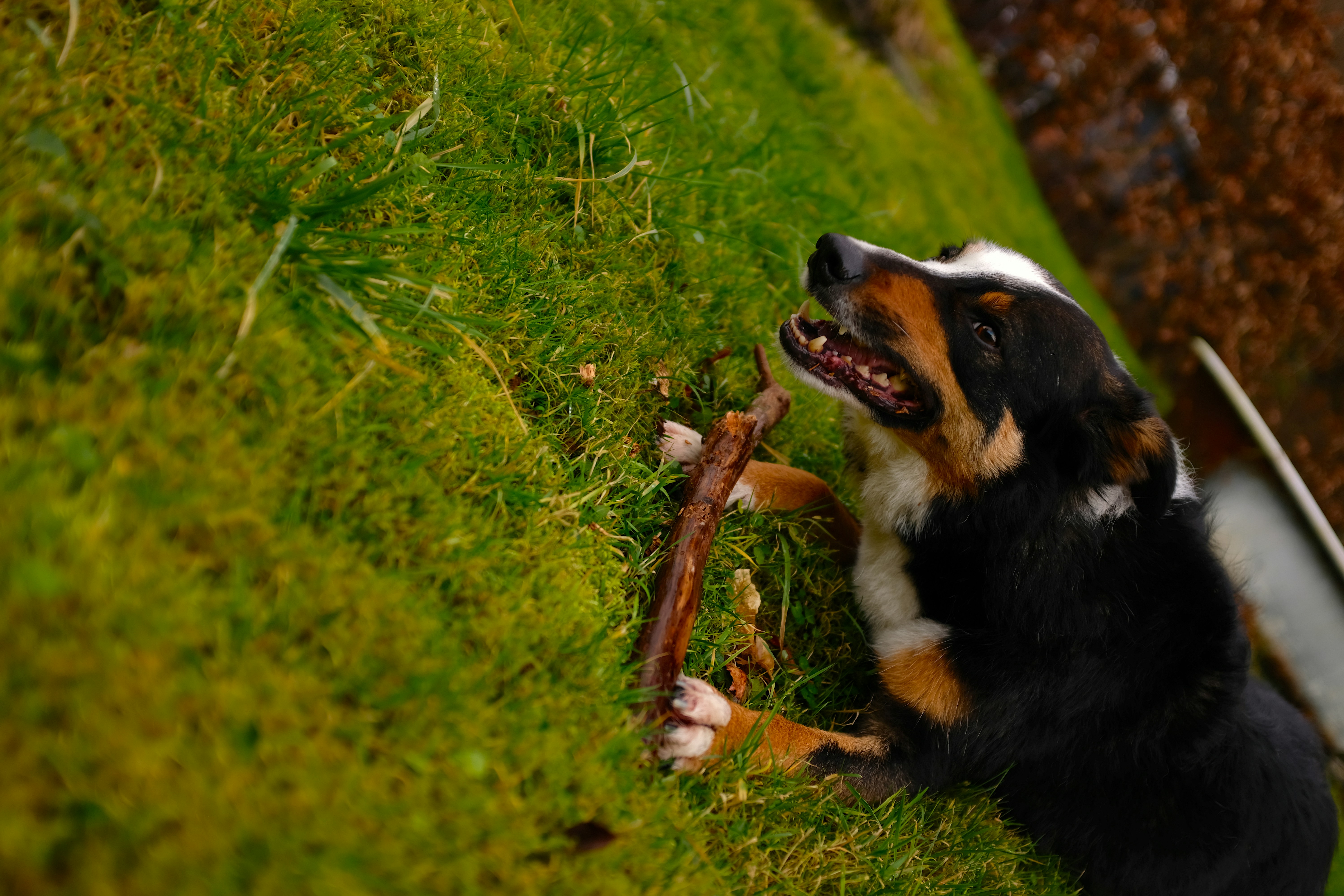 Focused Play: A herding dog's wary grin on a grassy incline