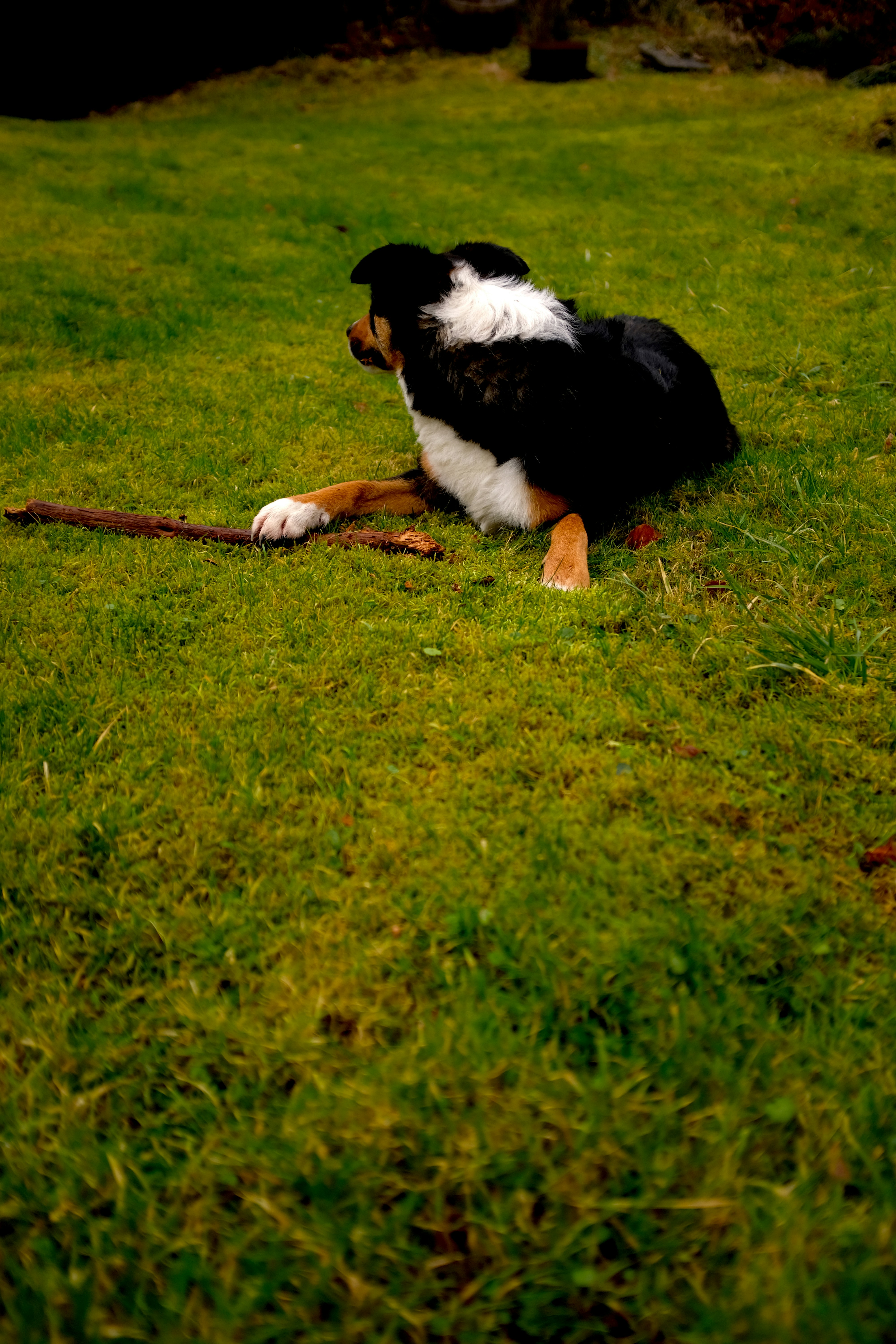 Border Collie in Grass with Stick