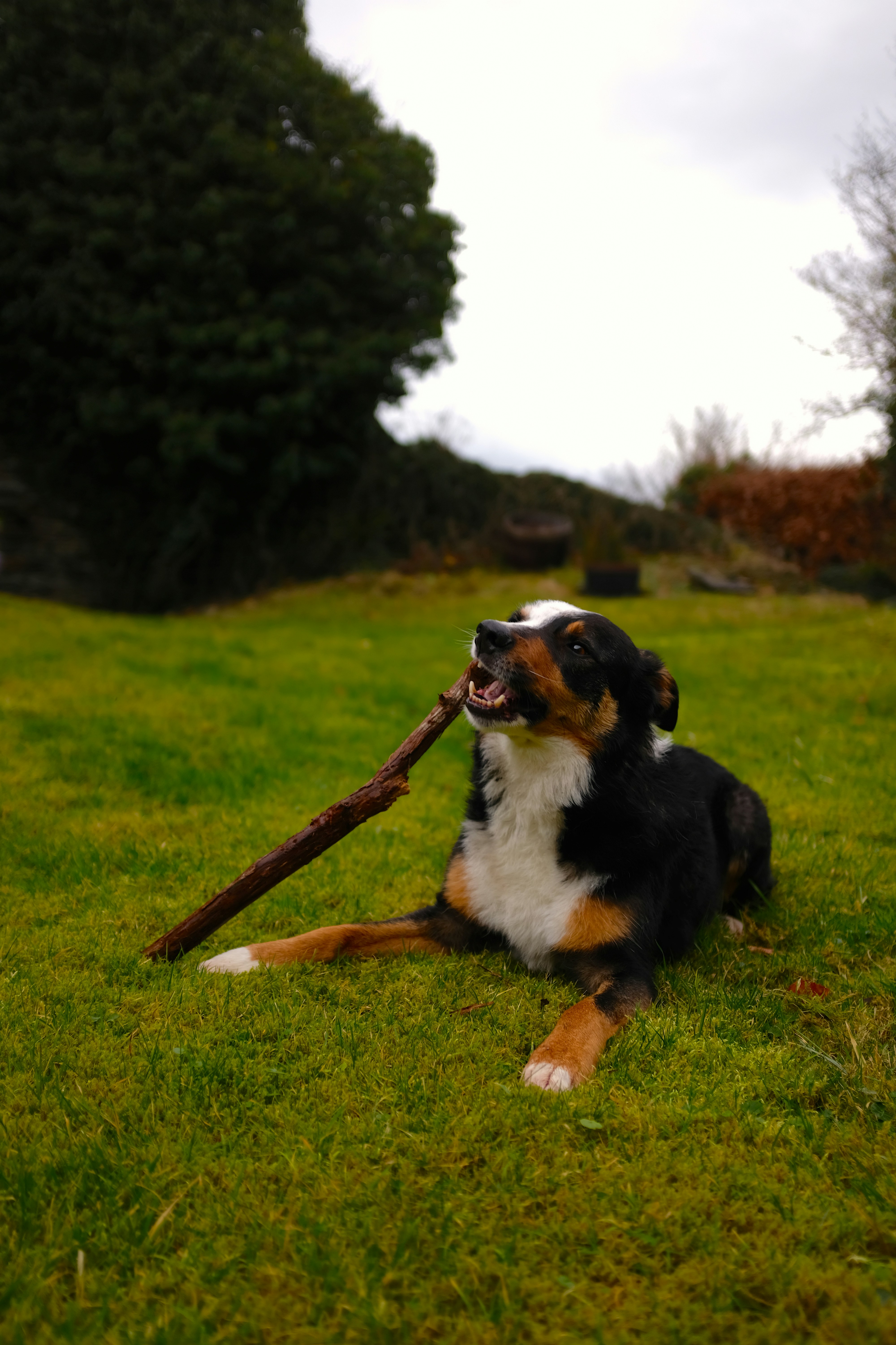 Bursting with Fetch: A Beagle-ish Moment on Spring Grass
