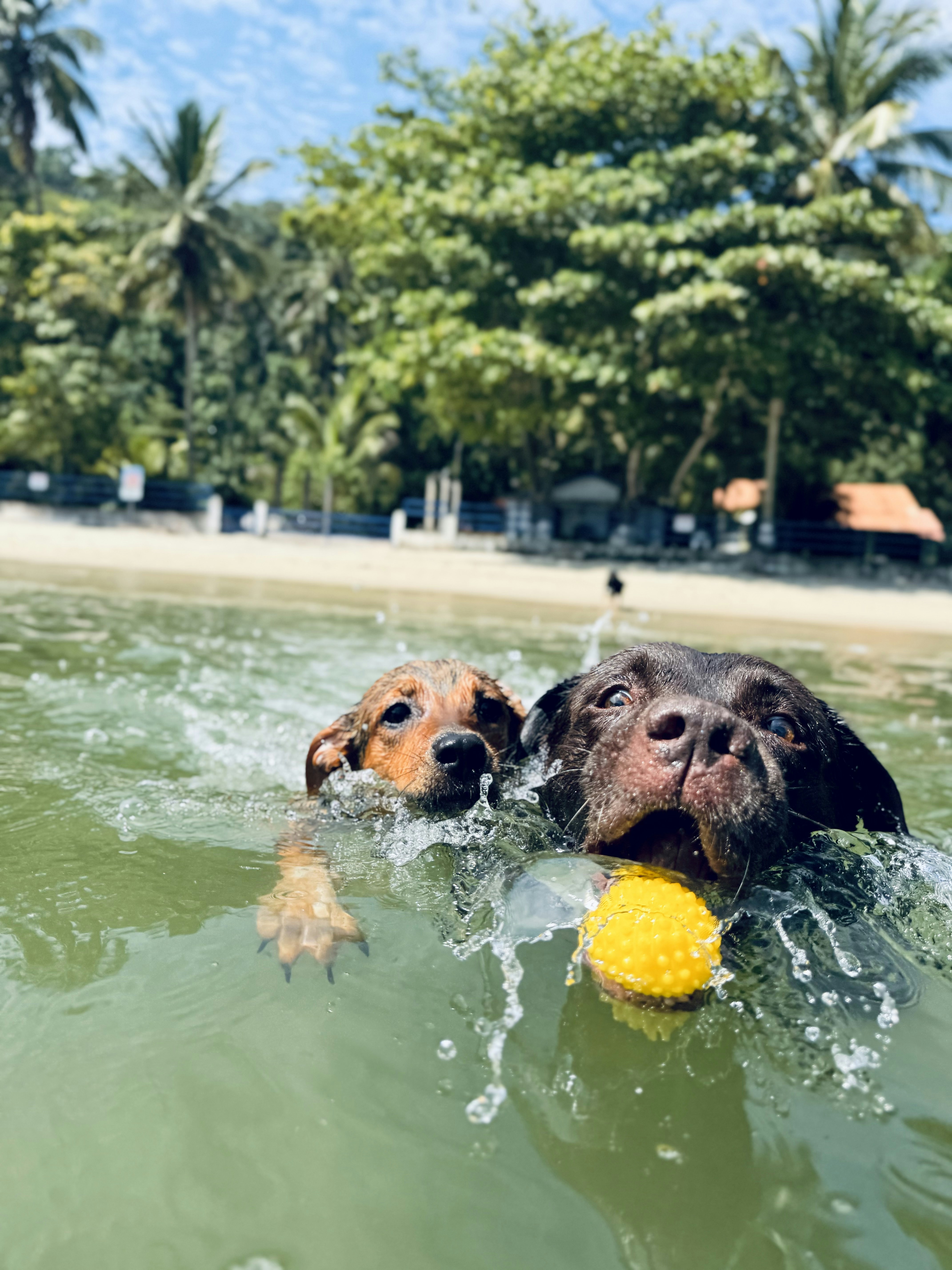 Splash Duo: Retrieving a Bright Yellow Ball
