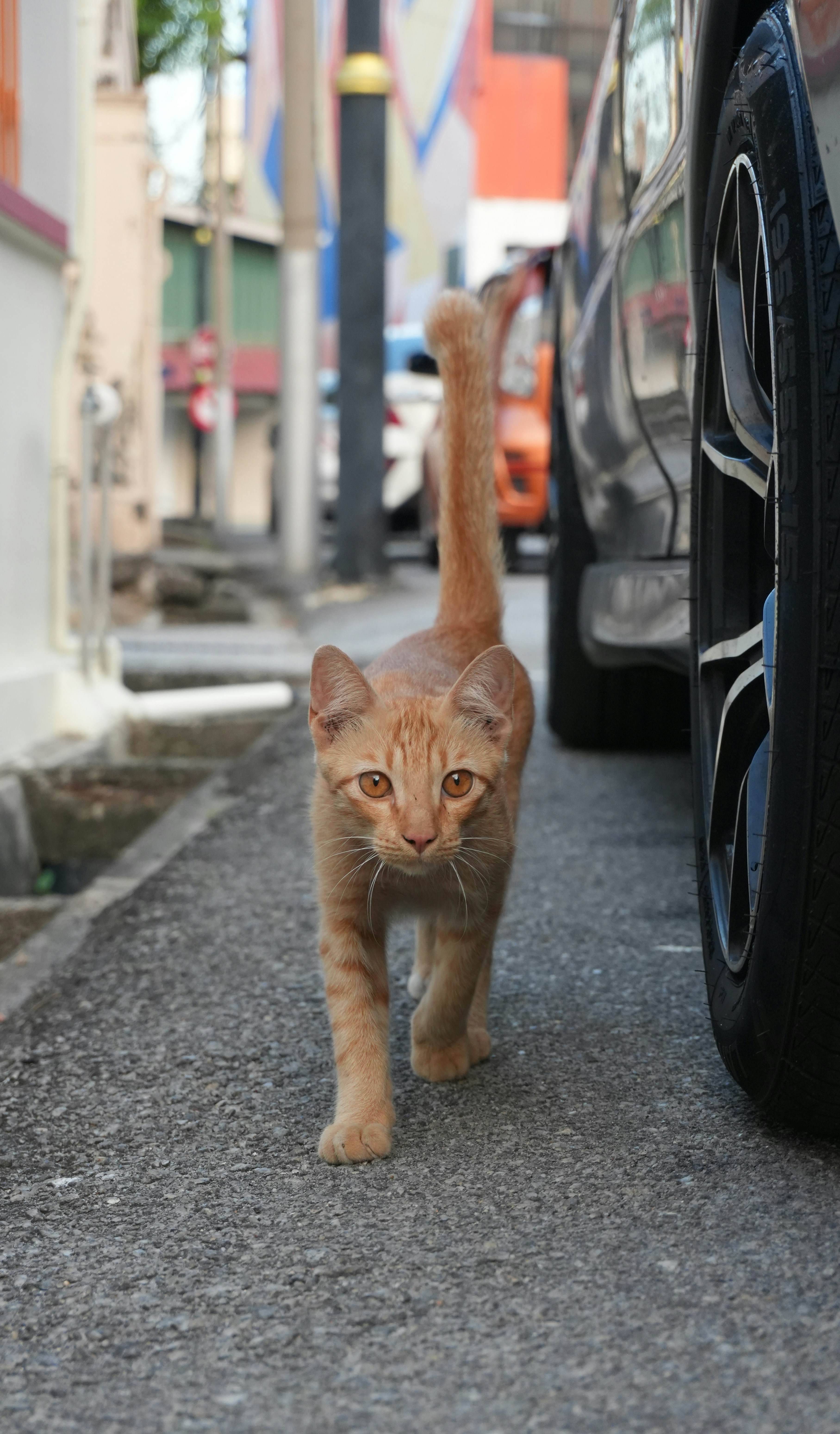 Orange Cat Confronts the Alley: A Curious Stroll Between Cars