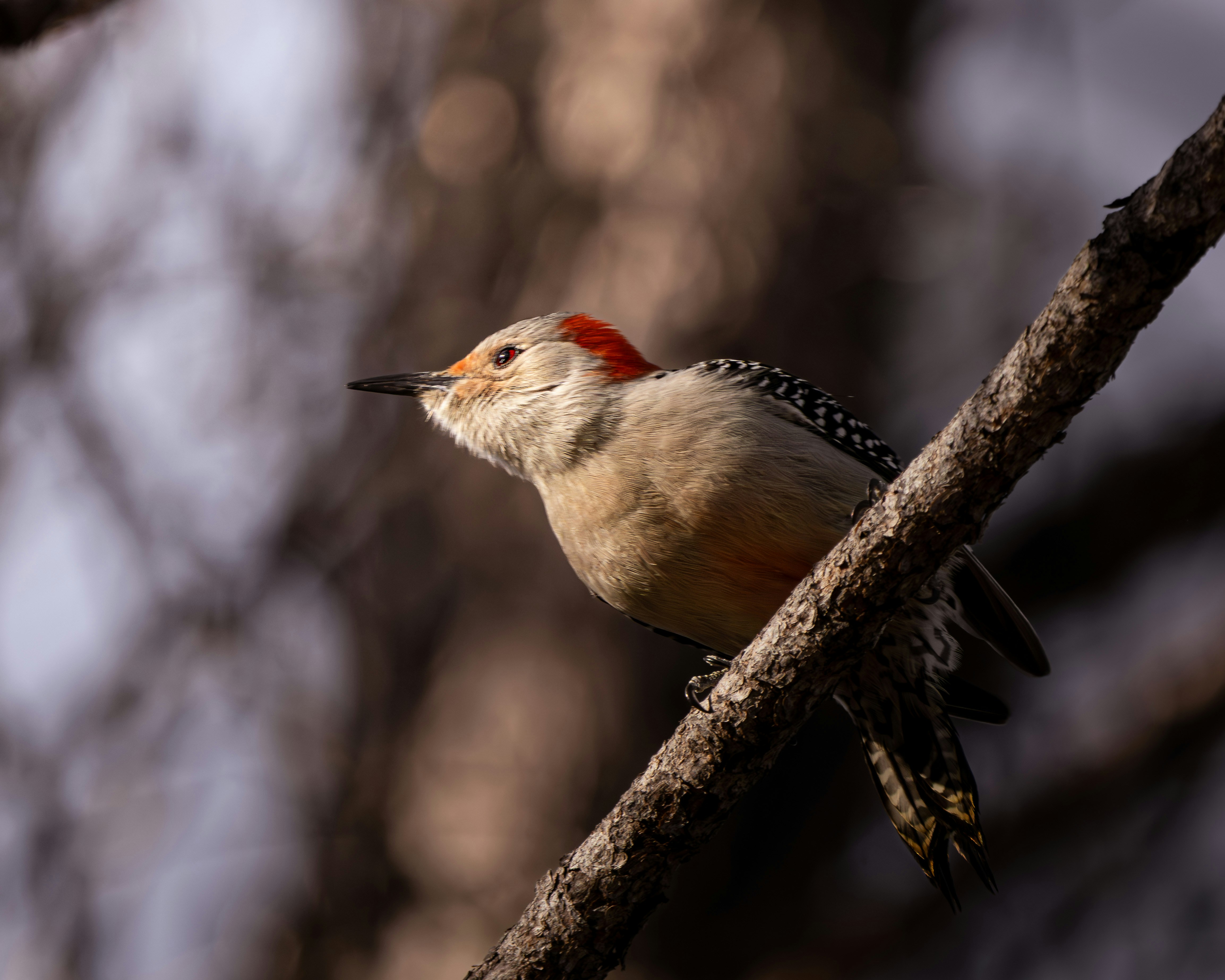 Red-bellied Woodpecker Adrift on a Sunlit Branch