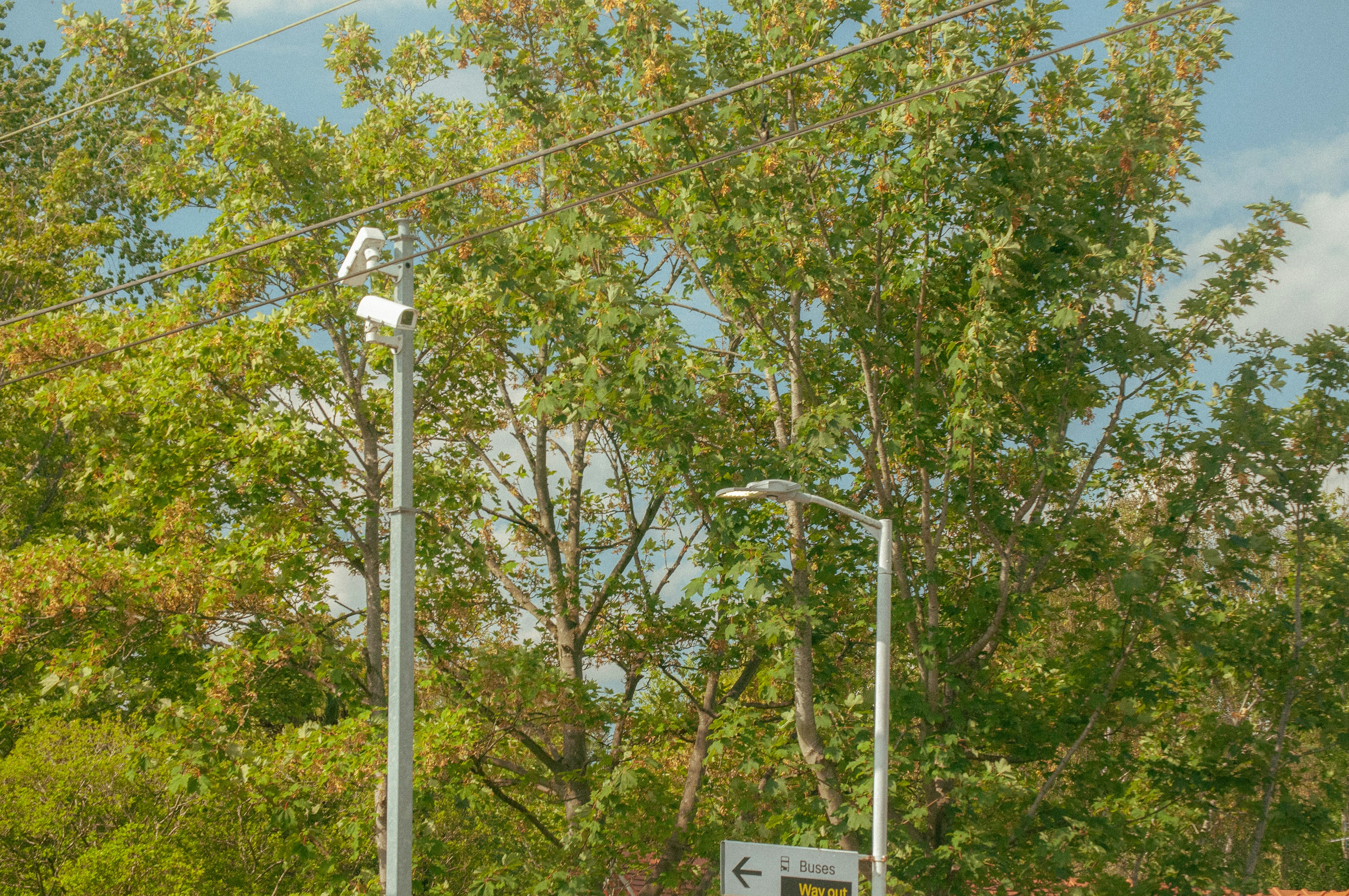 Streetlight and Signpost Amid Quiet Green Canopy