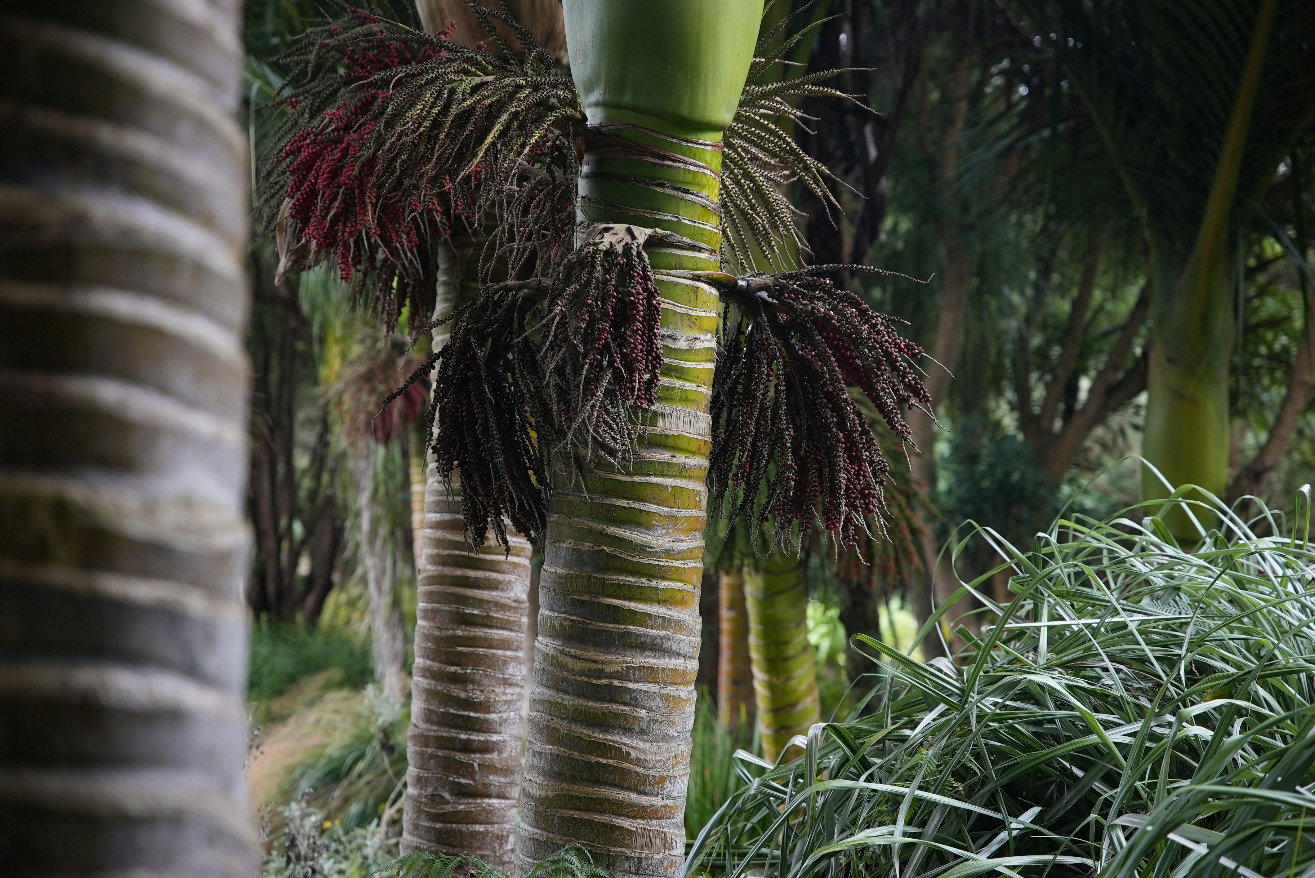 Palm Trunks and Fronds in a Quiet Garden Corridor