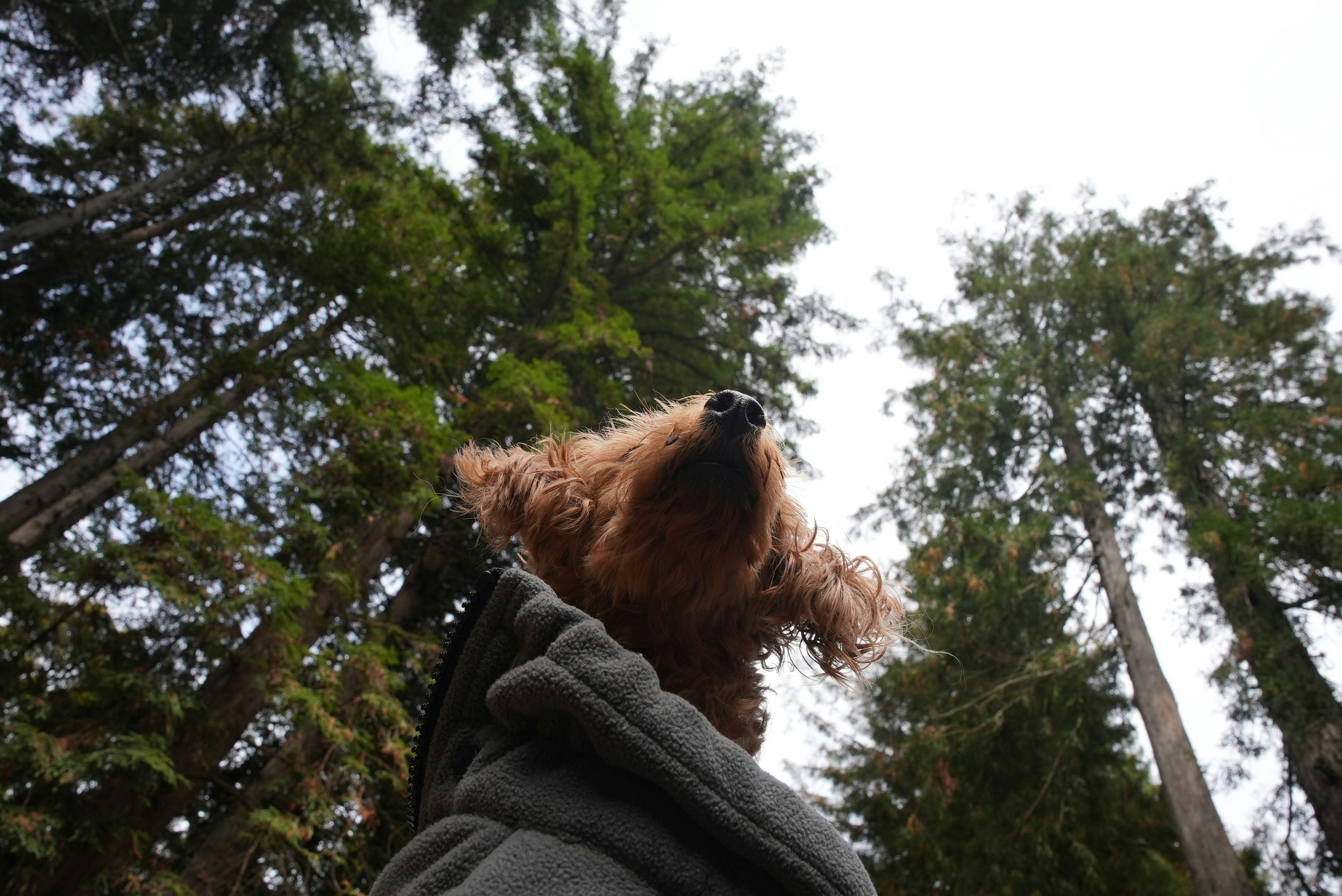 Upward Gaze: A Dog’s Head Raised Toward the Canopy