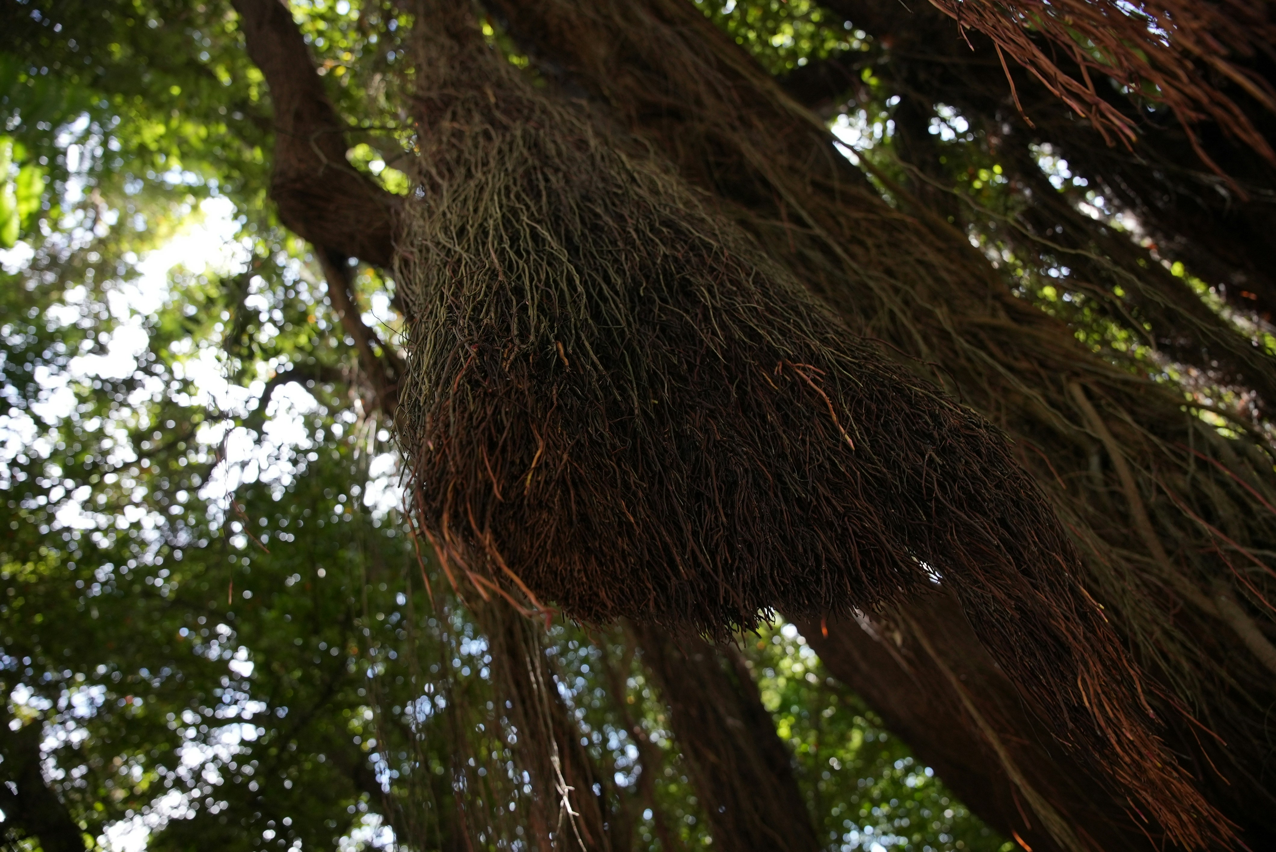 Hanging Moss in Greenwood Canopy
