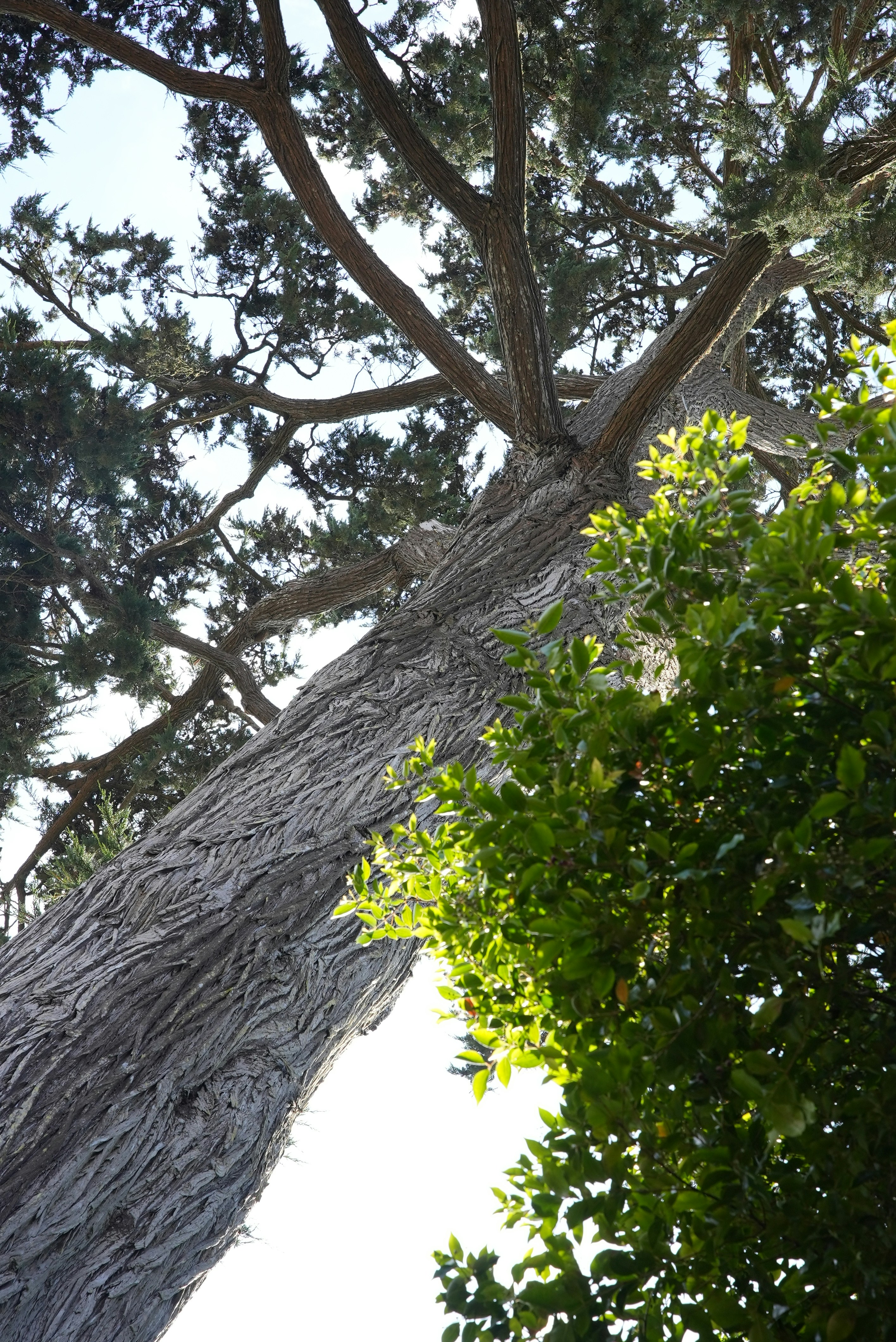 Ancient Sequoia Ascends: Sunlit Bark and Green Canopy Framing the Sky