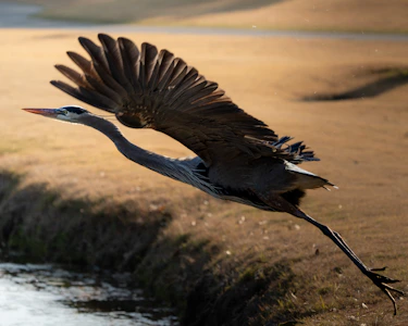 Crested Heron in a Golden Flight over Riverside Field