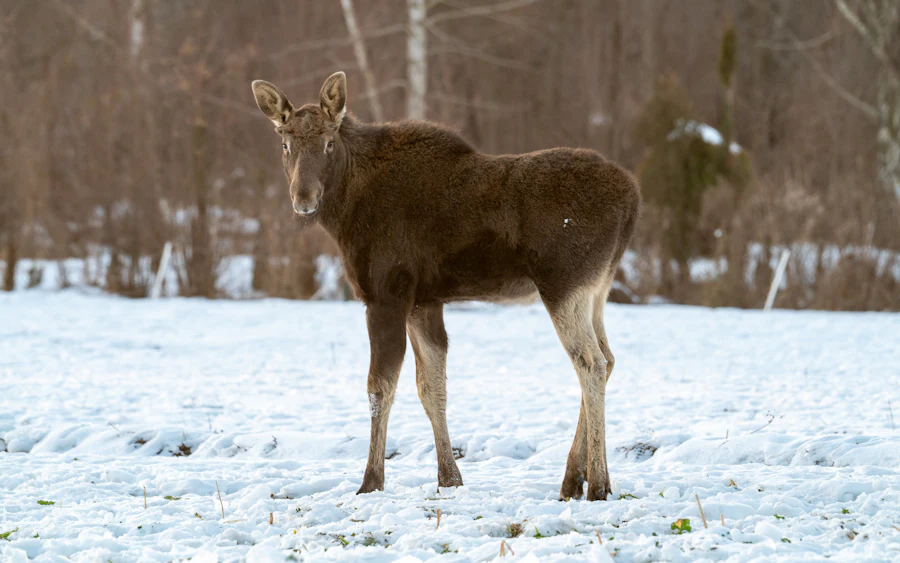 A solitary deer stands in a snow-covered clearing with a forest background; the scene emphasizes calm, natural winter habitat without human presence.