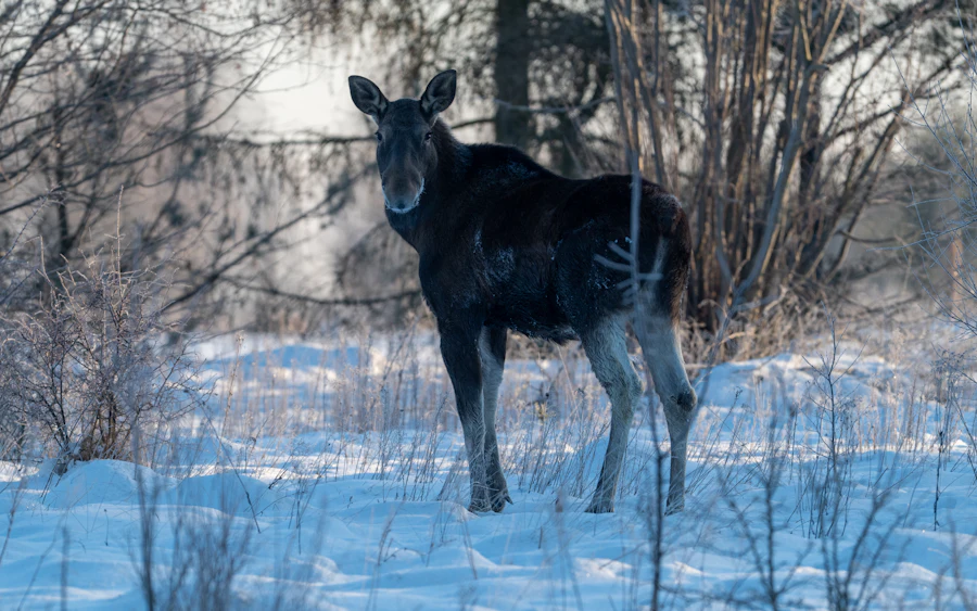 A solitary deer stands in a snow-covered field at dusk among thin birch branches; the scene emphasizes the quiet winter habitat.
