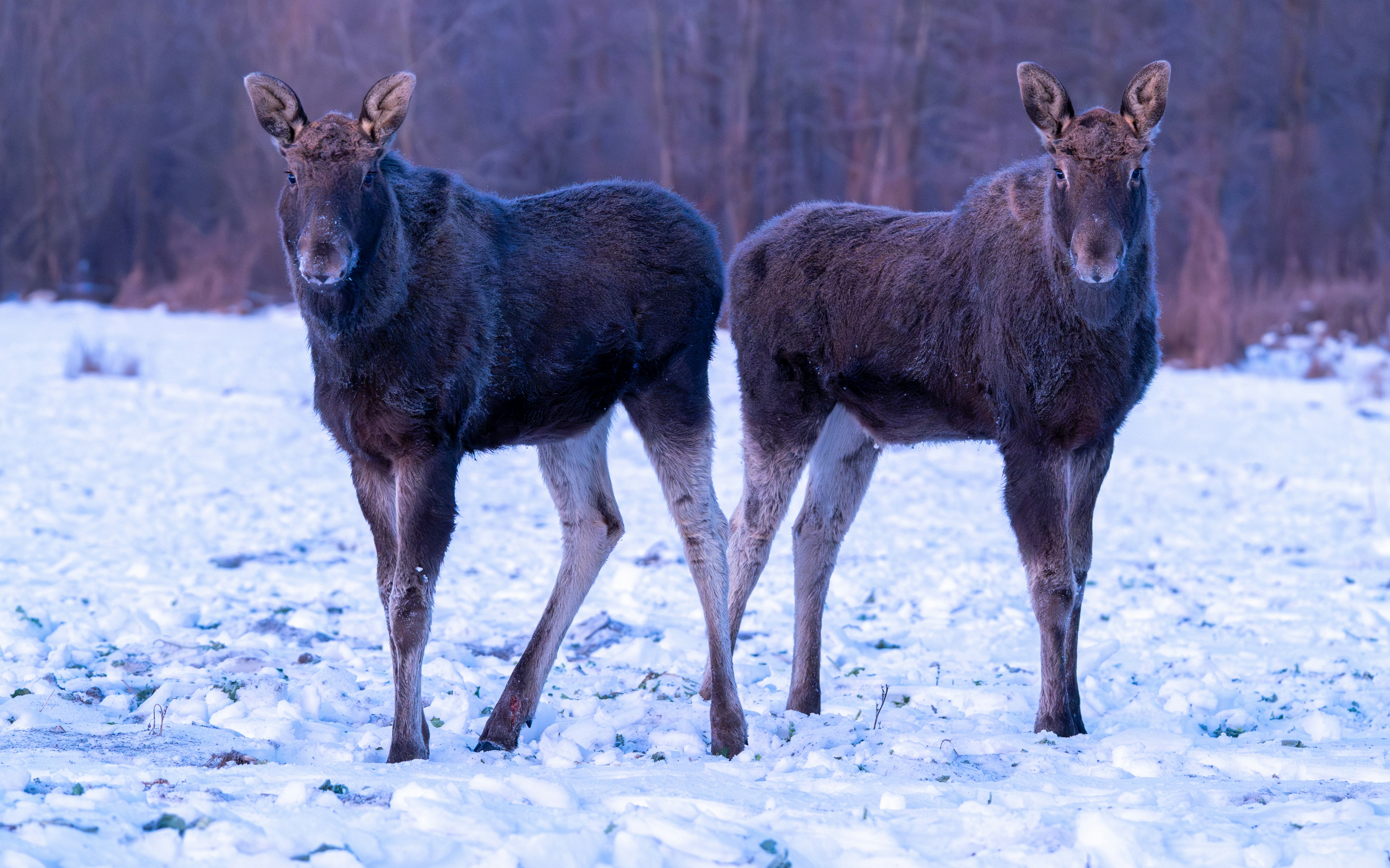 Twin Stomp: A Winter Stroll of Velvet-Deer
