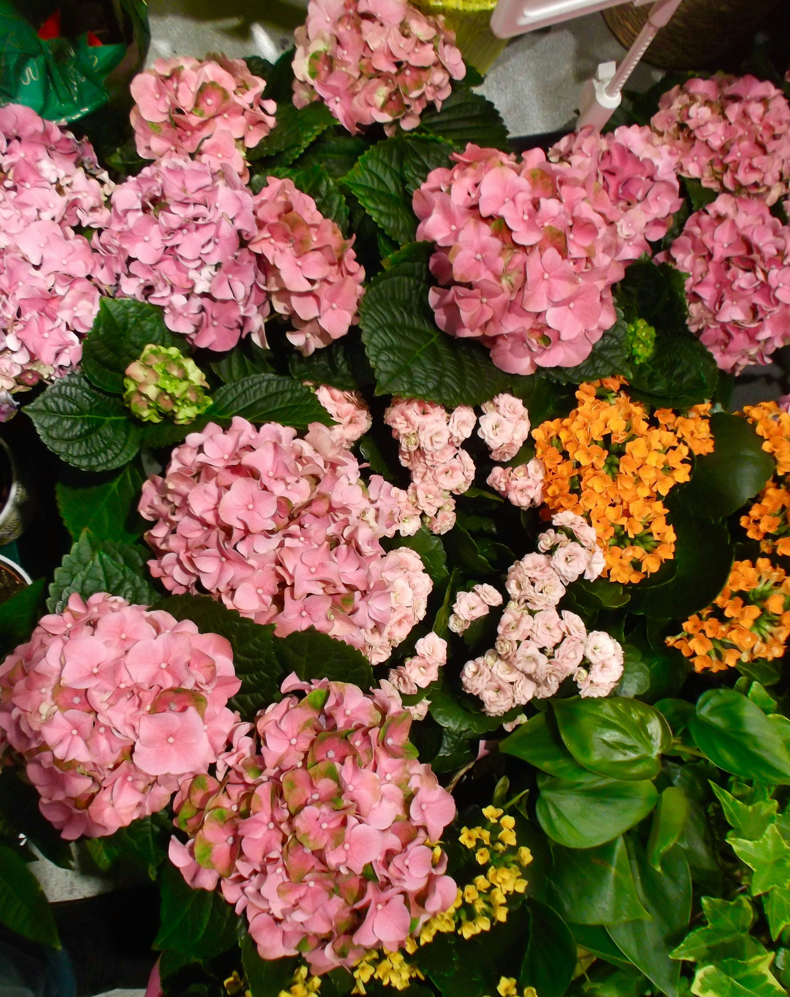 Roses