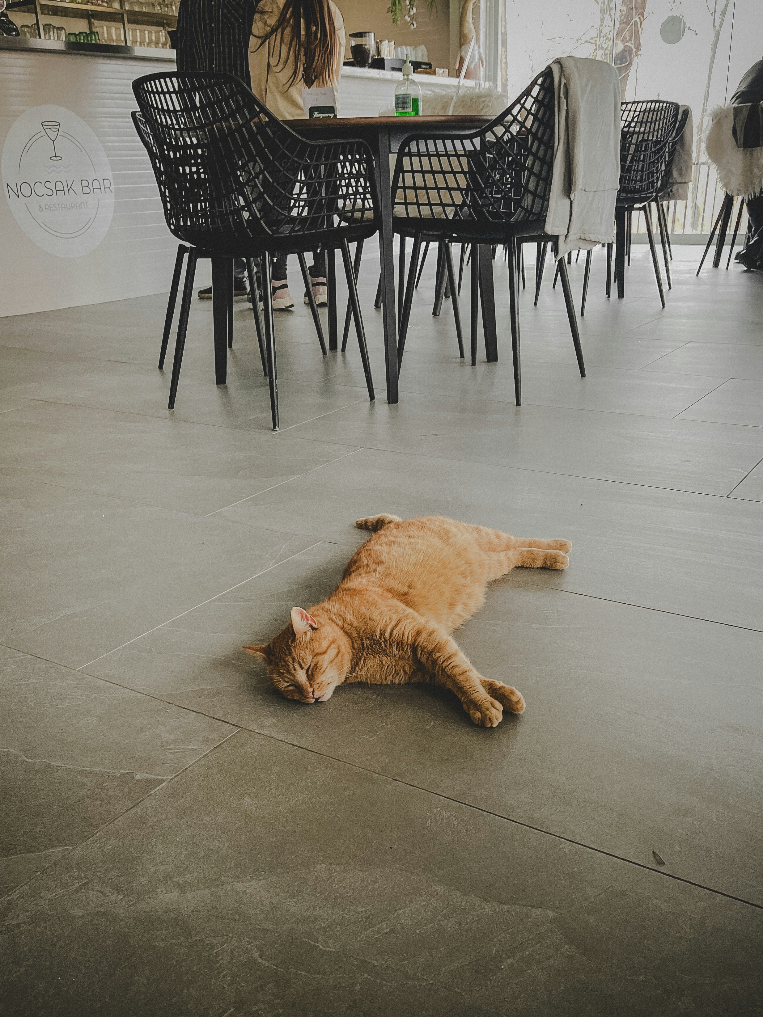 Lounge Lullaby: A Ginger Cat Reposes Amid Modern Café Lines