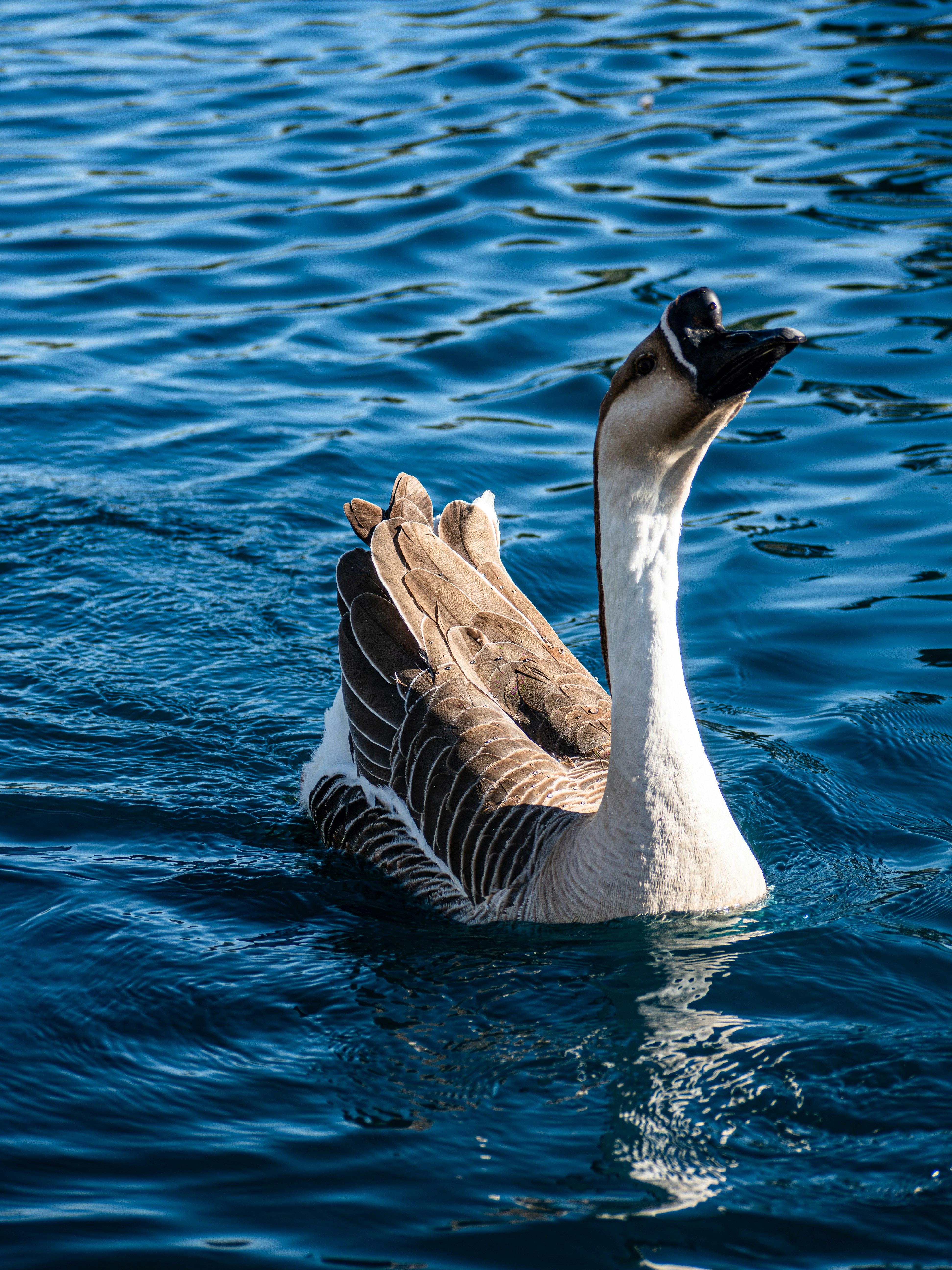 Arched Neck and Open Beak: A Swan Conserves Spirit on Blue Quiet