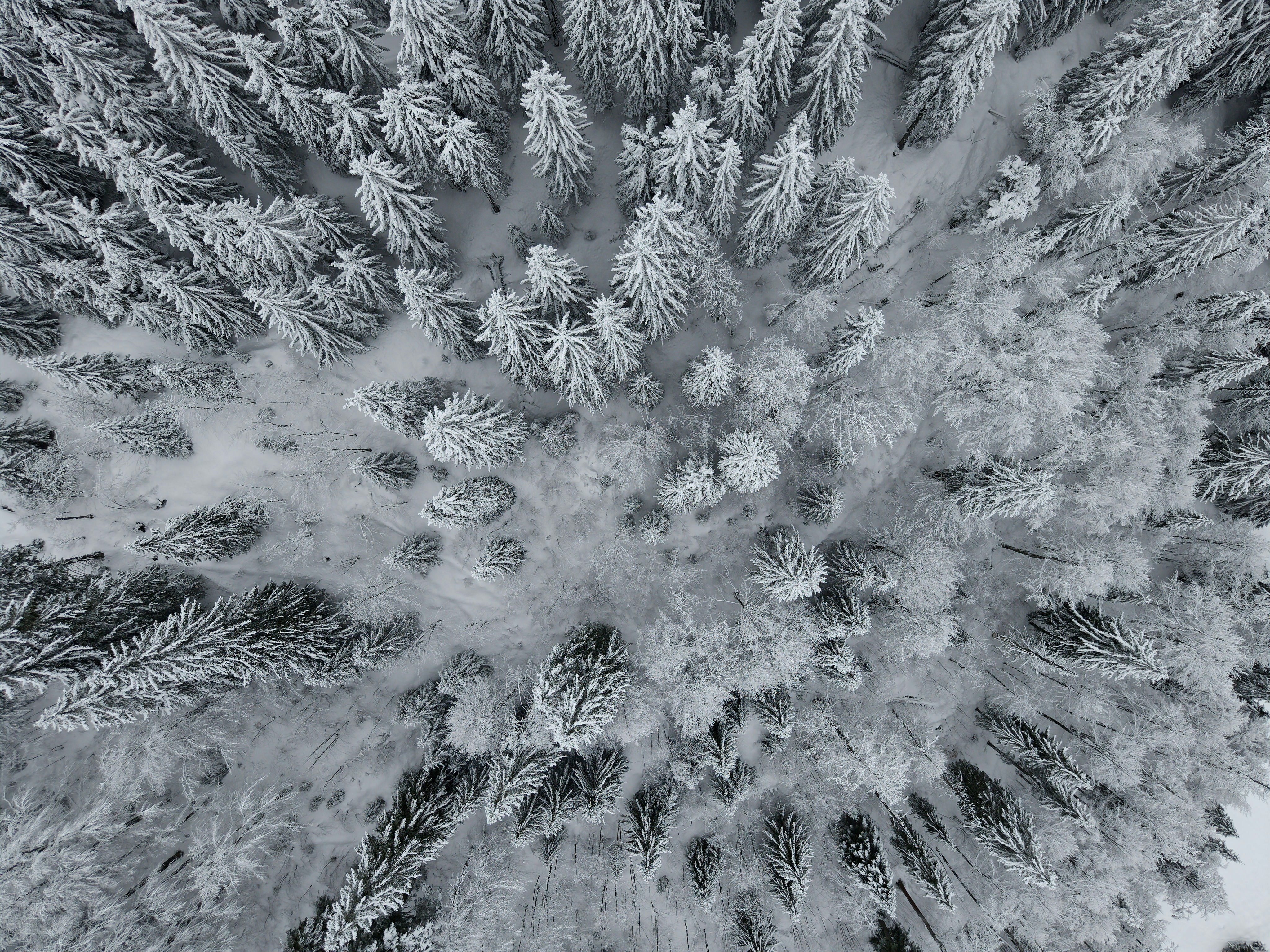 Snow-covered evergreen forest seen from above.