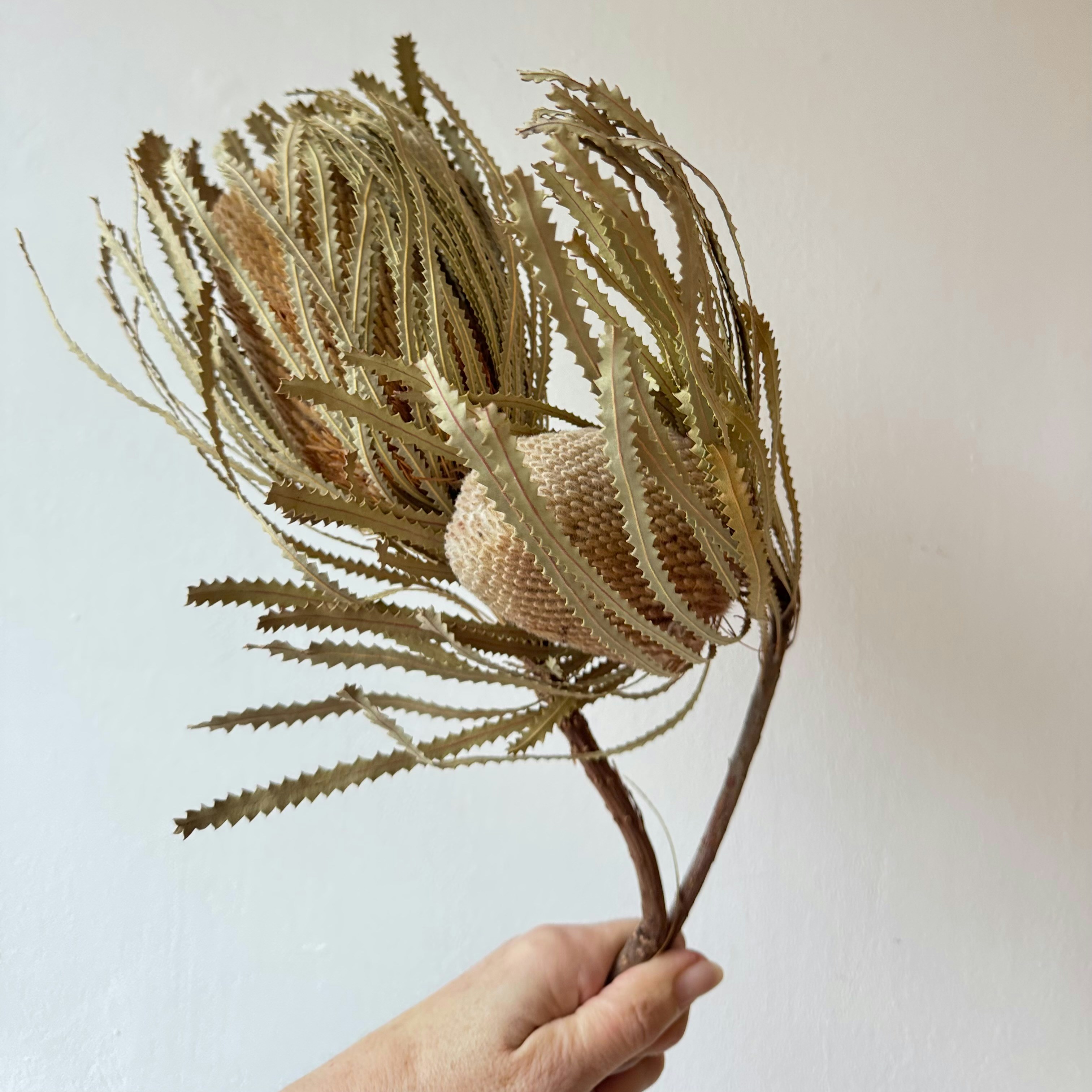 Desaturated Protea Bloom Grasped in a Simple Hand