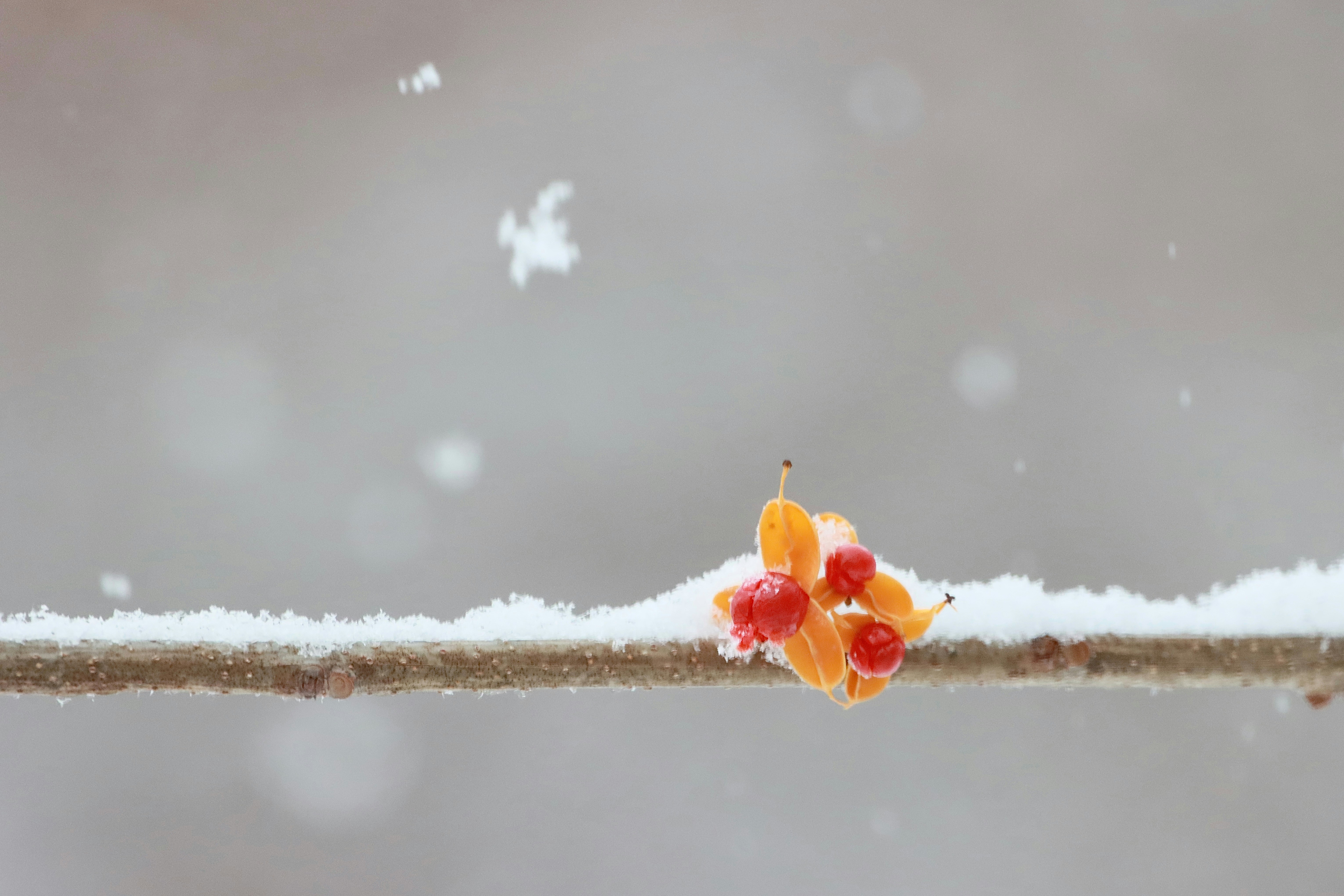 Icy Orange Duo on a Frosted Twig