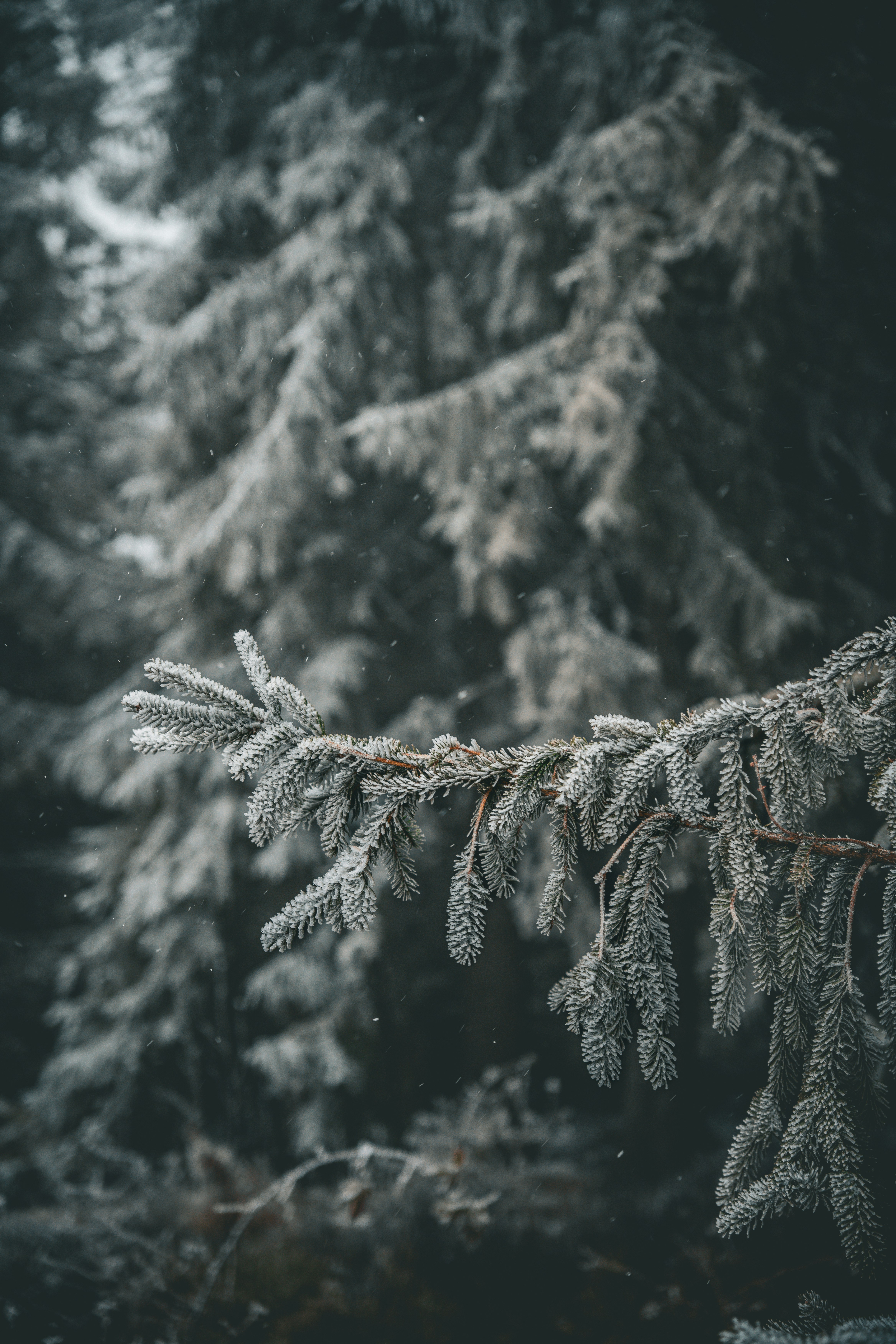 Frost-kissed Sprig: A Quiet Moment in Dark Pines