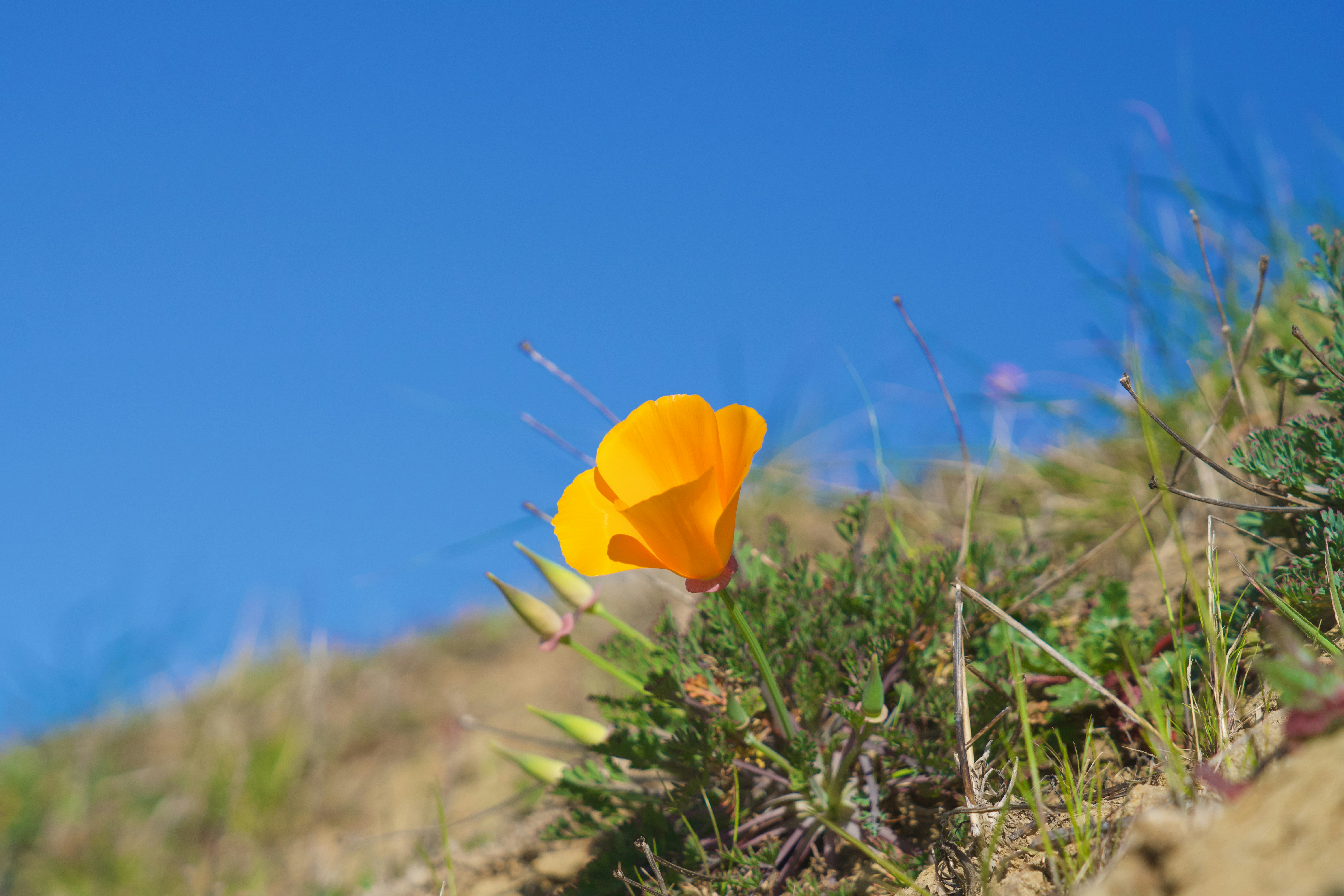 Sunny Orange Bloom on a Seaside Slope