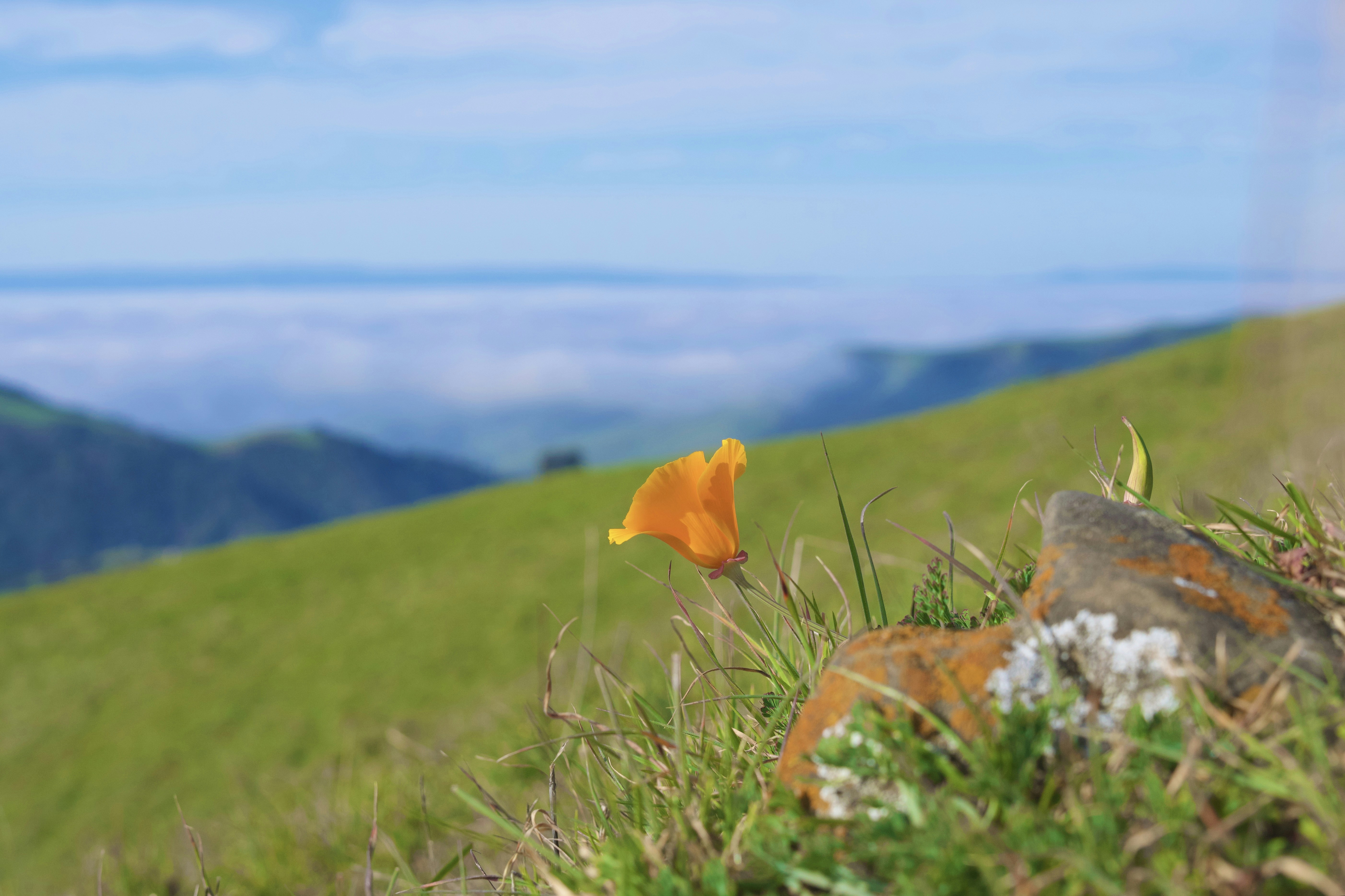 Orange blossom at the hillside edge with distant cloudscape
