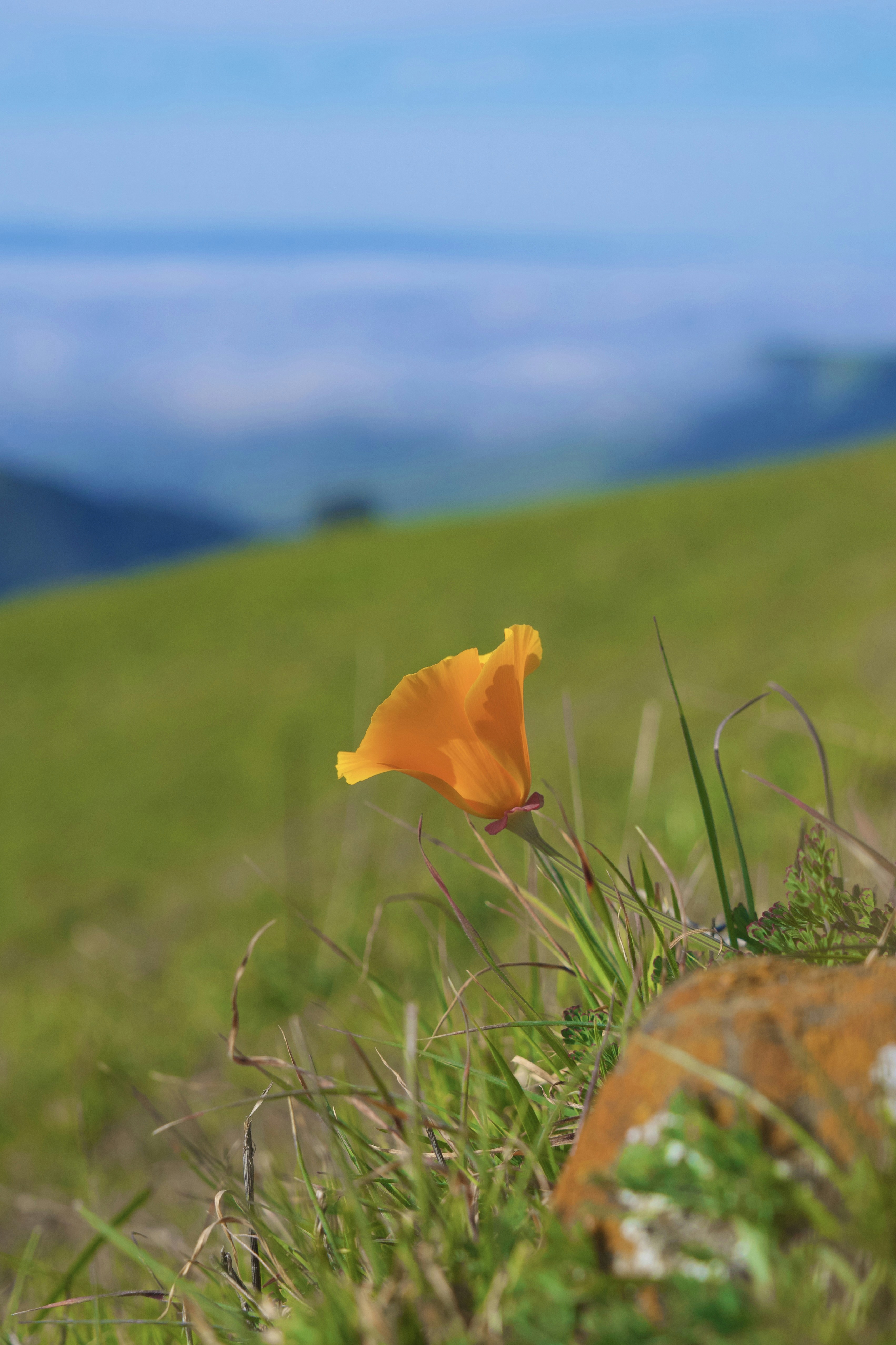 Golden California Poppy on a Hillside