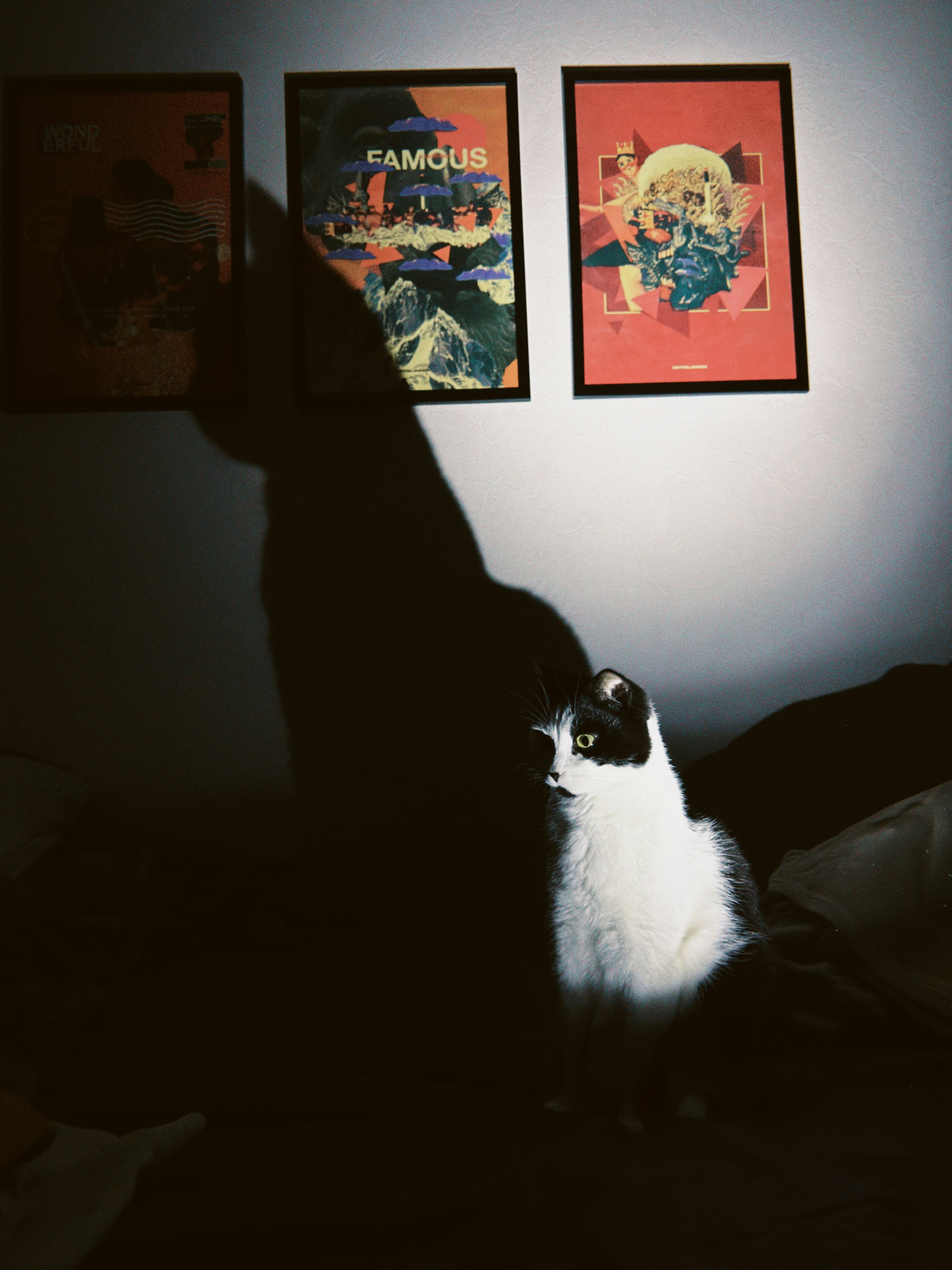 Shadowed Cats, Bright Frames: A Silhouetted Portrait in Colorful Triptych