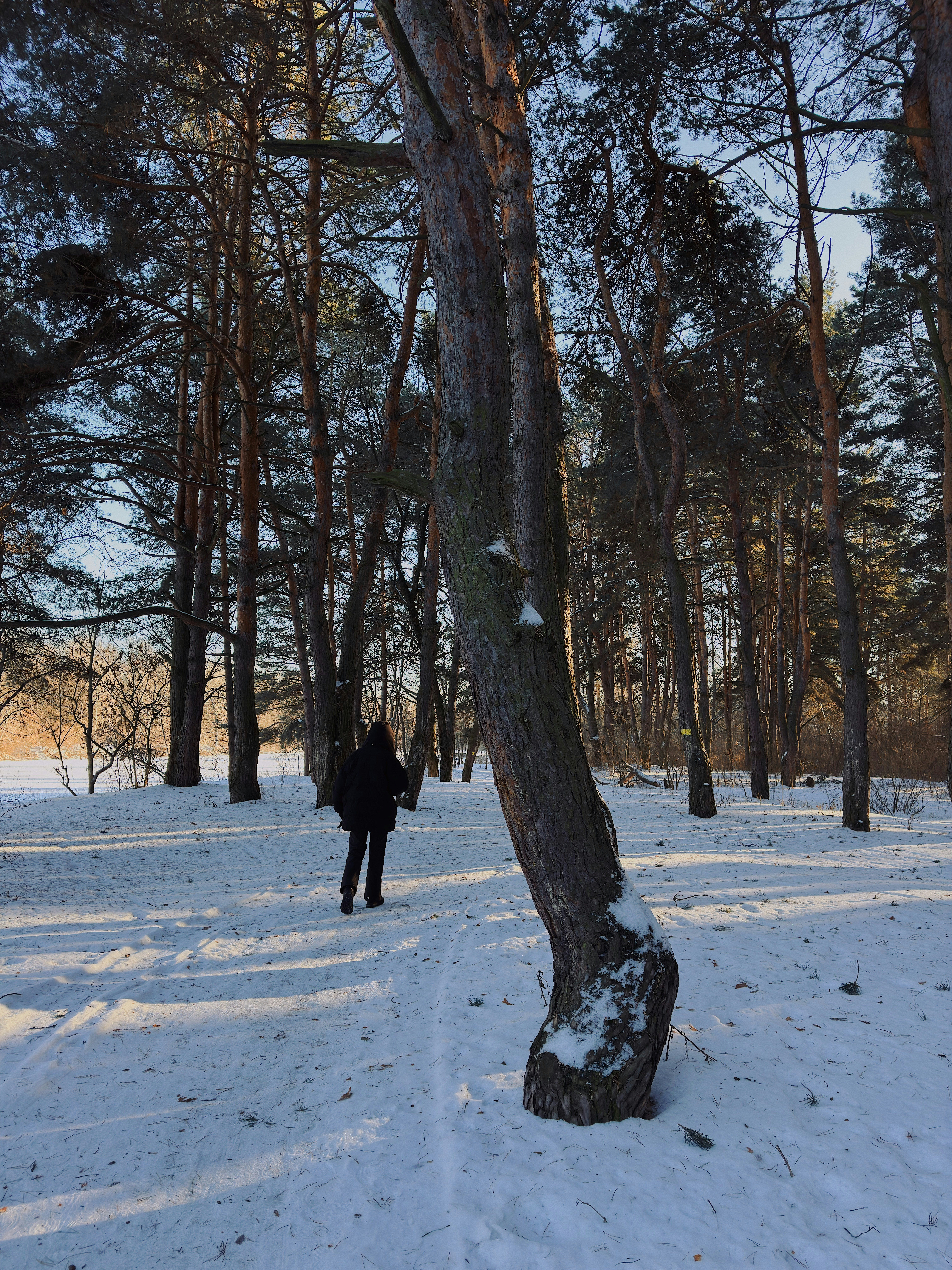 Snowbound Reverie Between Tall Pines