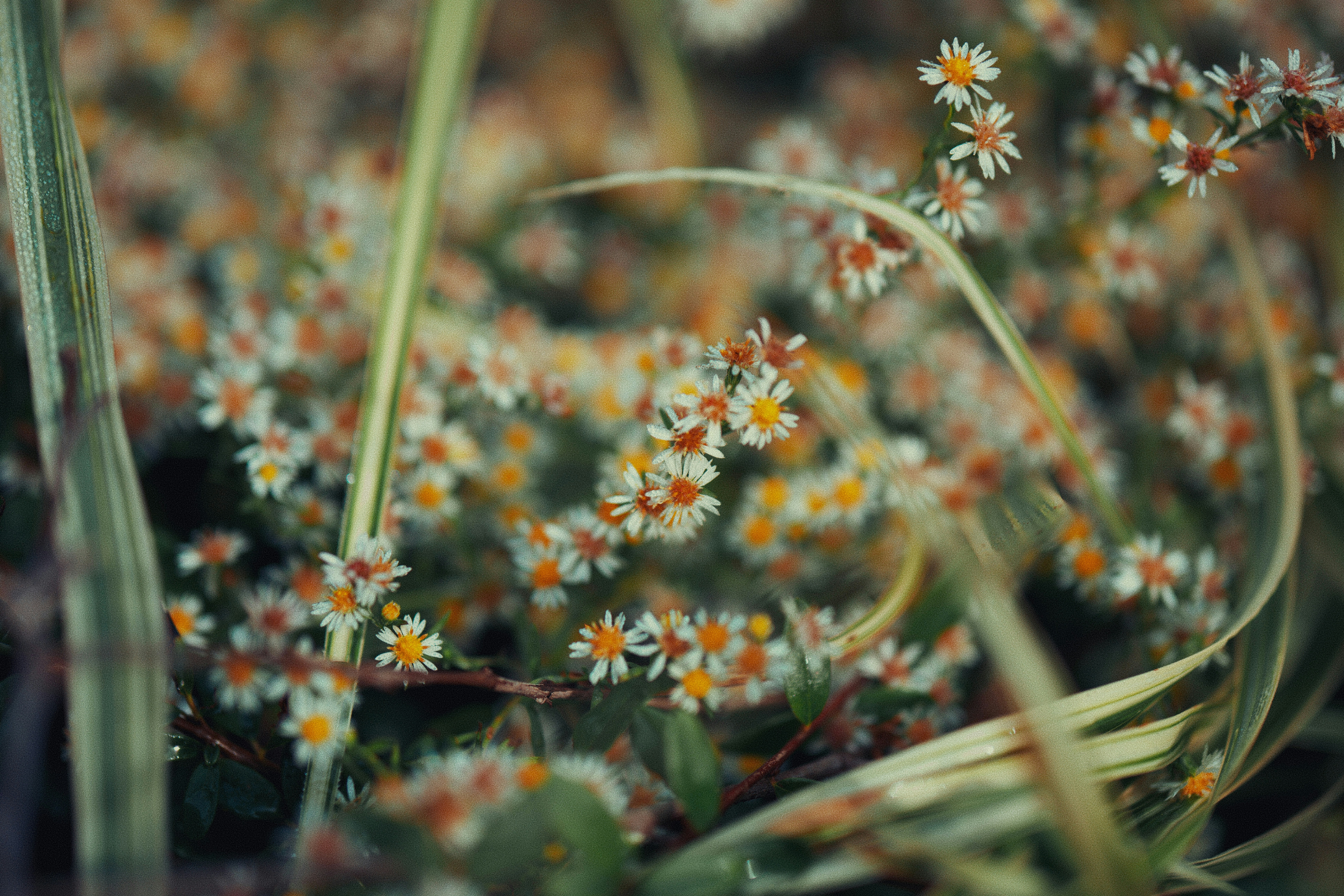 Whimsical Meadow: Daisies Wently Weave Through Grass