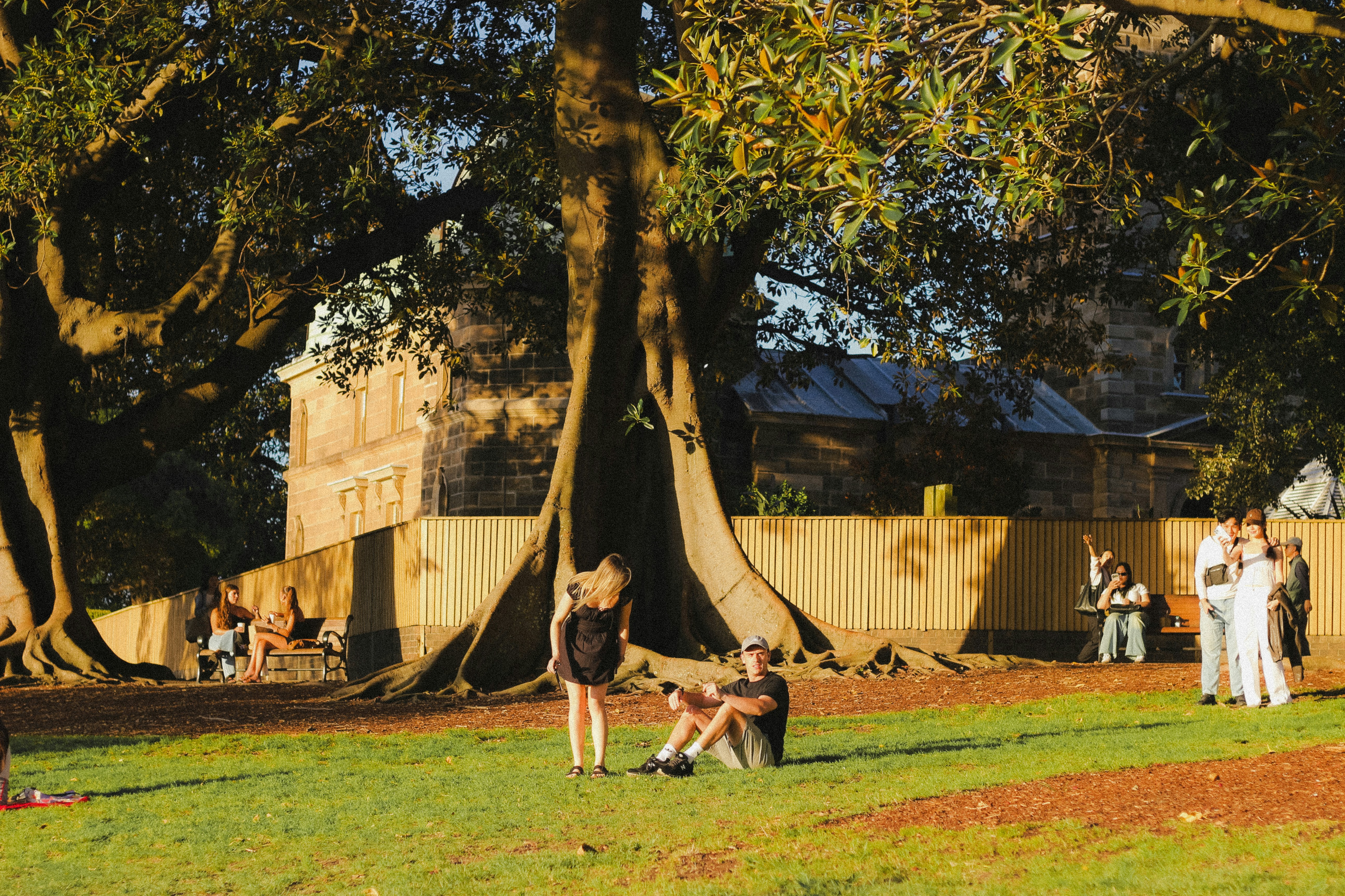 Sunlit Moments Under the Old Tree