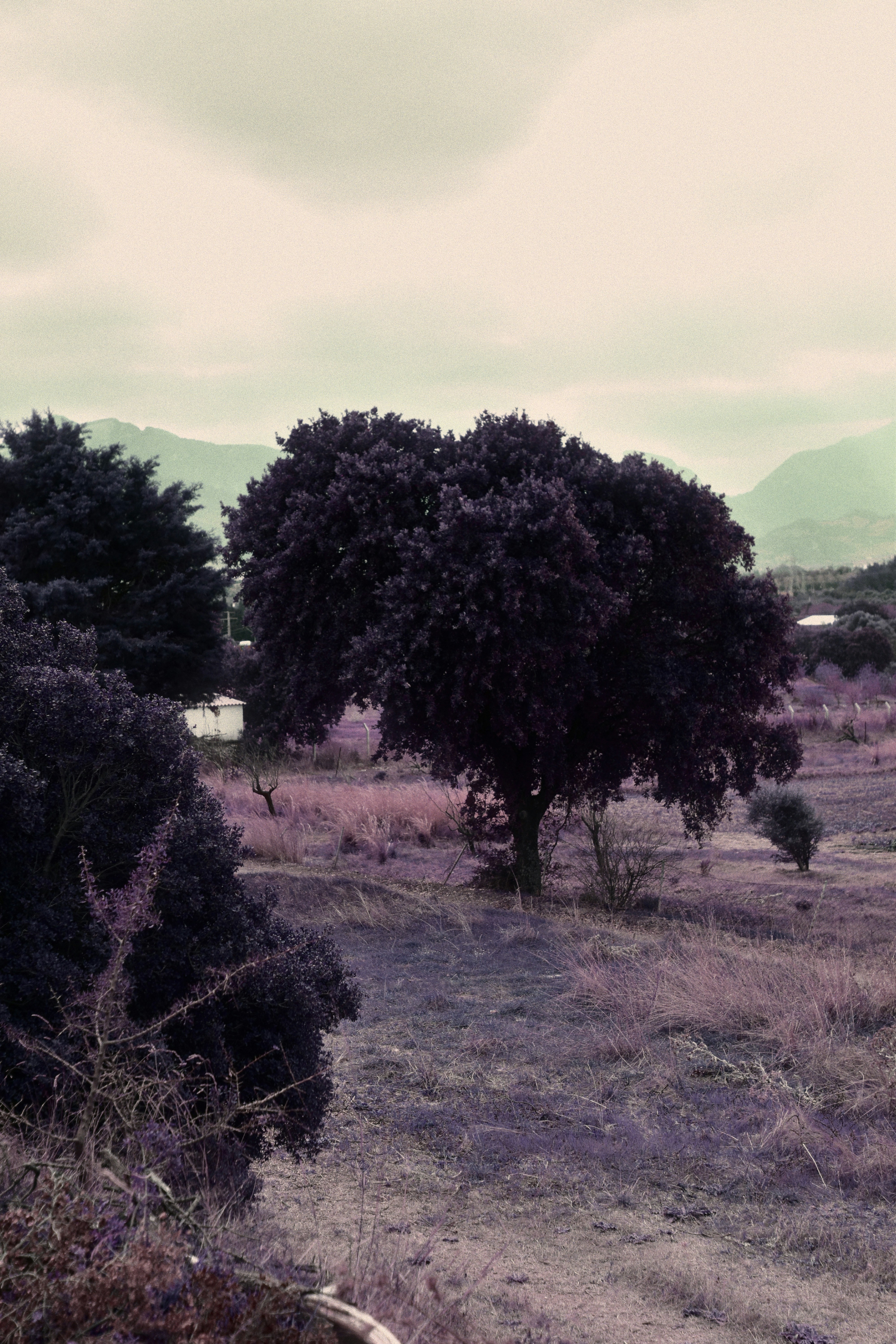 Centered Silhouette: A Lone Tree in a Violet-tinged Meadow