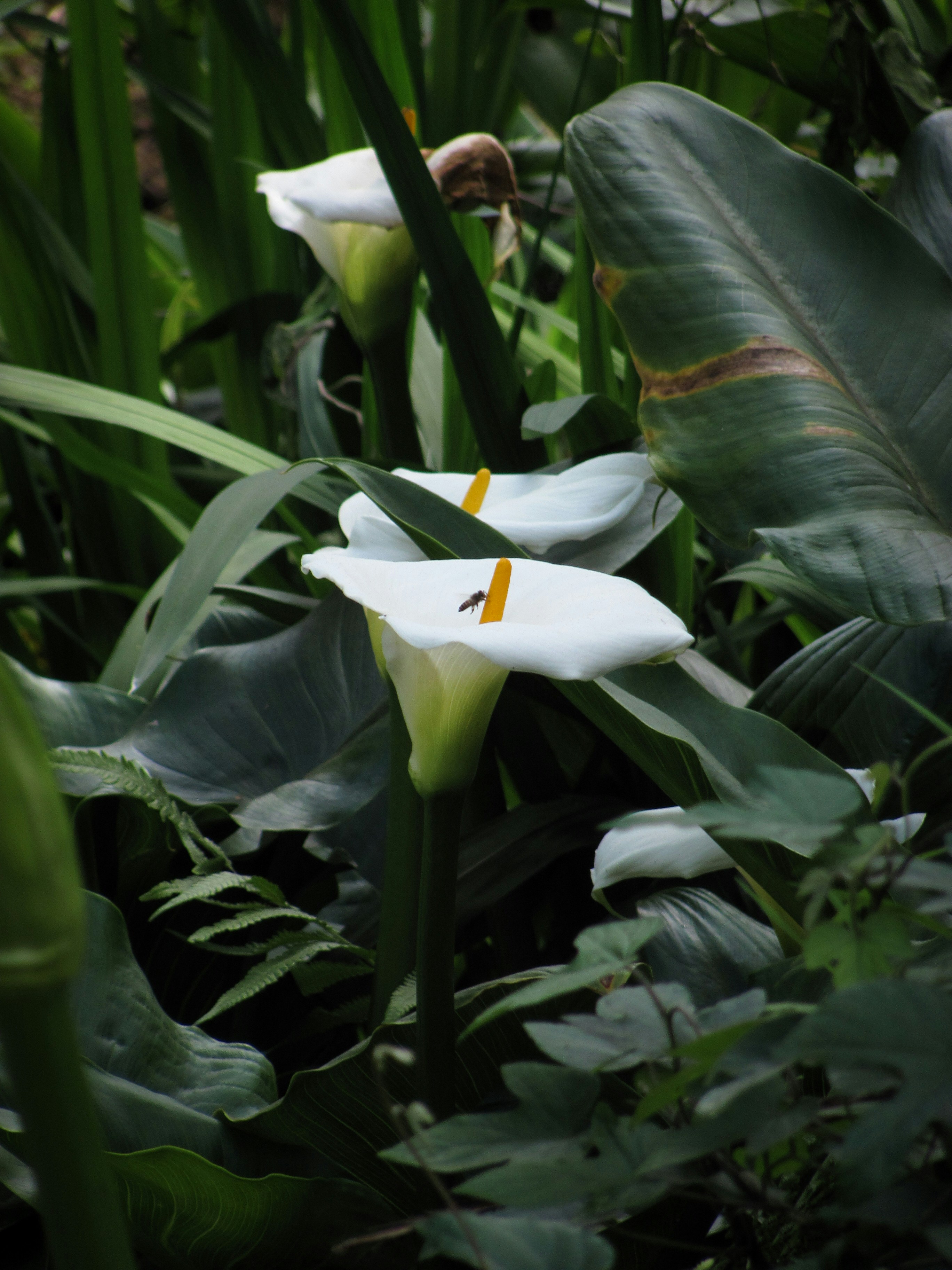 White calla lilies bloom amongst lush green foliage.