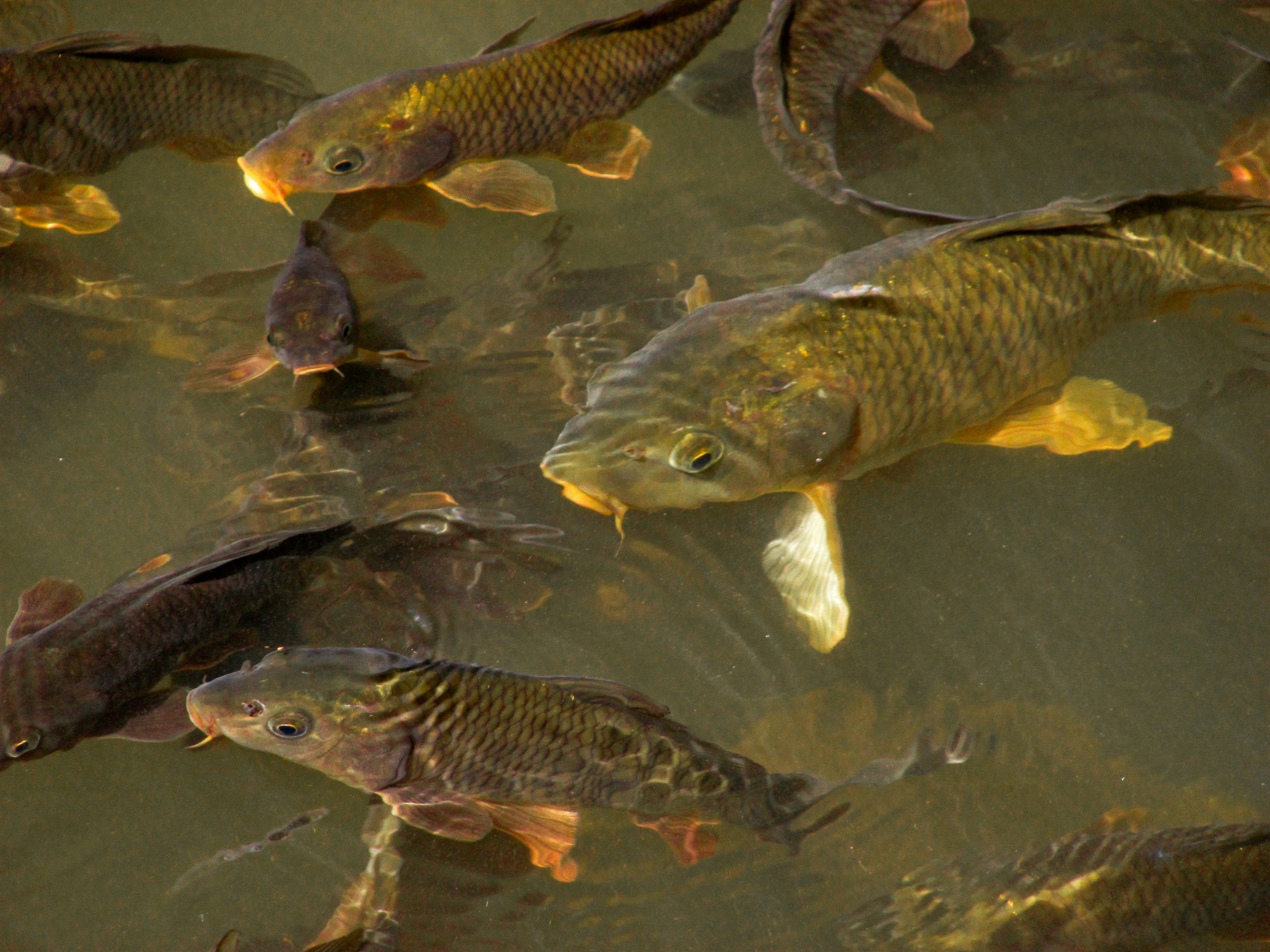 A school of carp swimming in murky water.