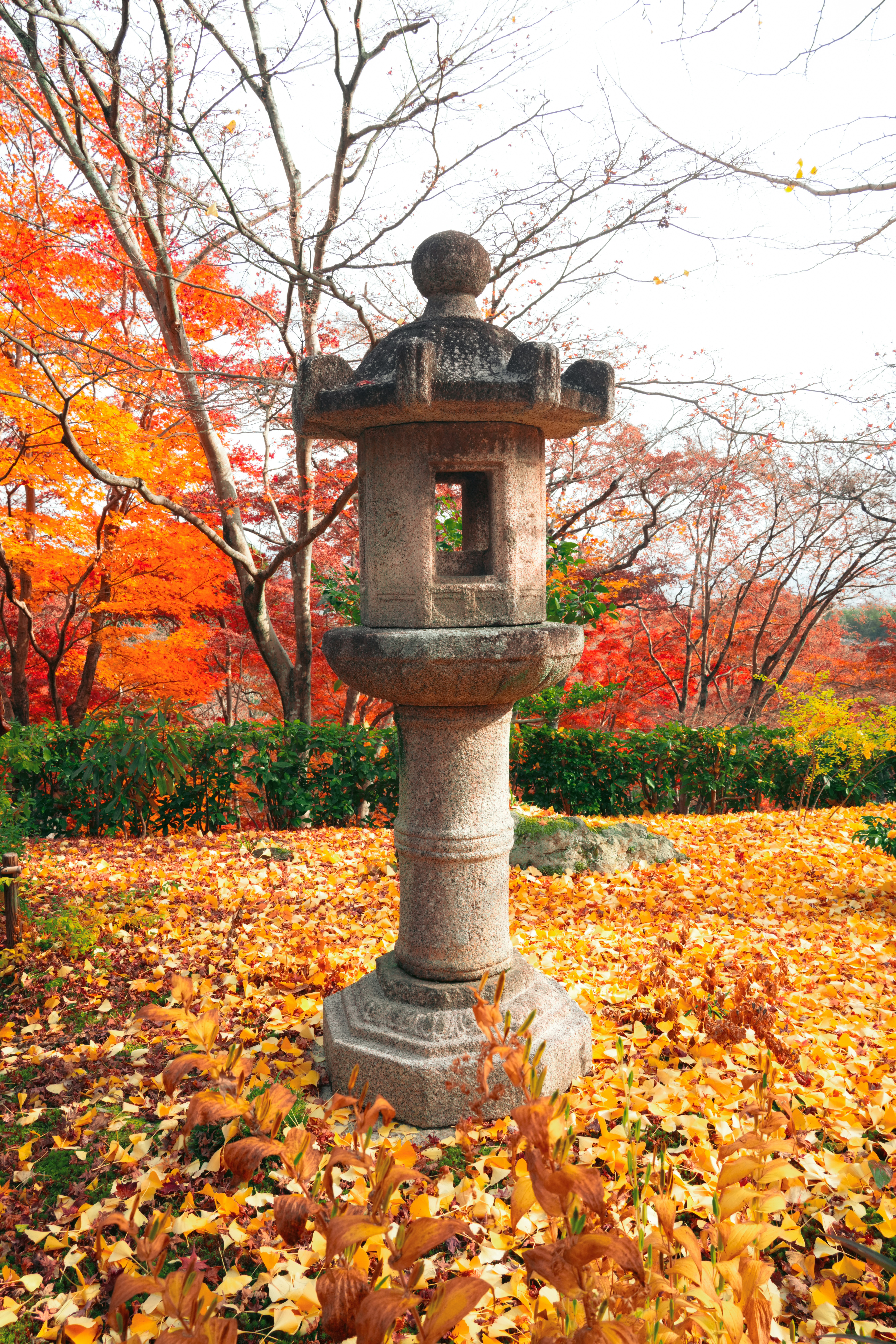Autumn Stone Lantern Framed by Fiery Maple