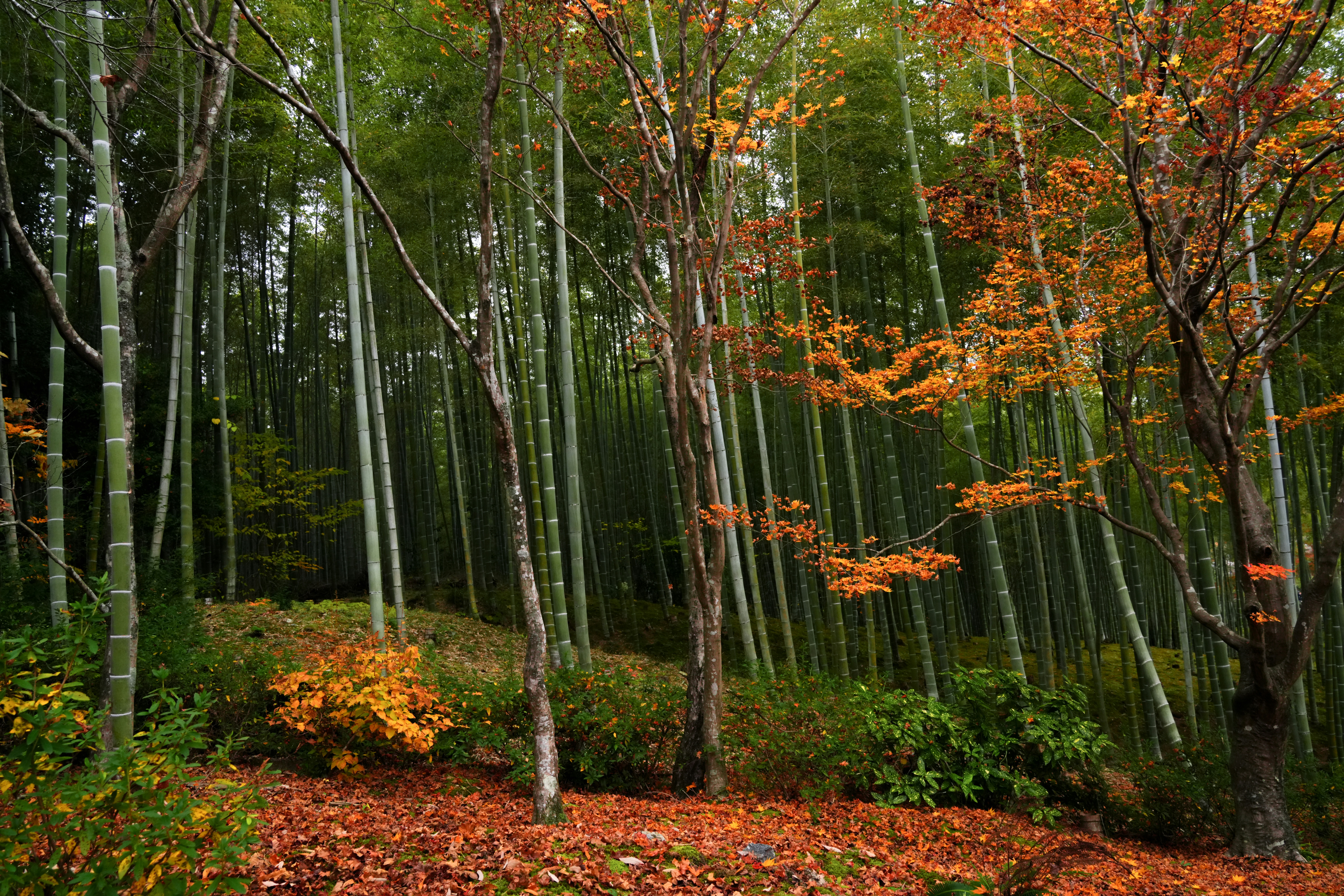 Autumn Quiet: Gold and Green Through a Birch Grove