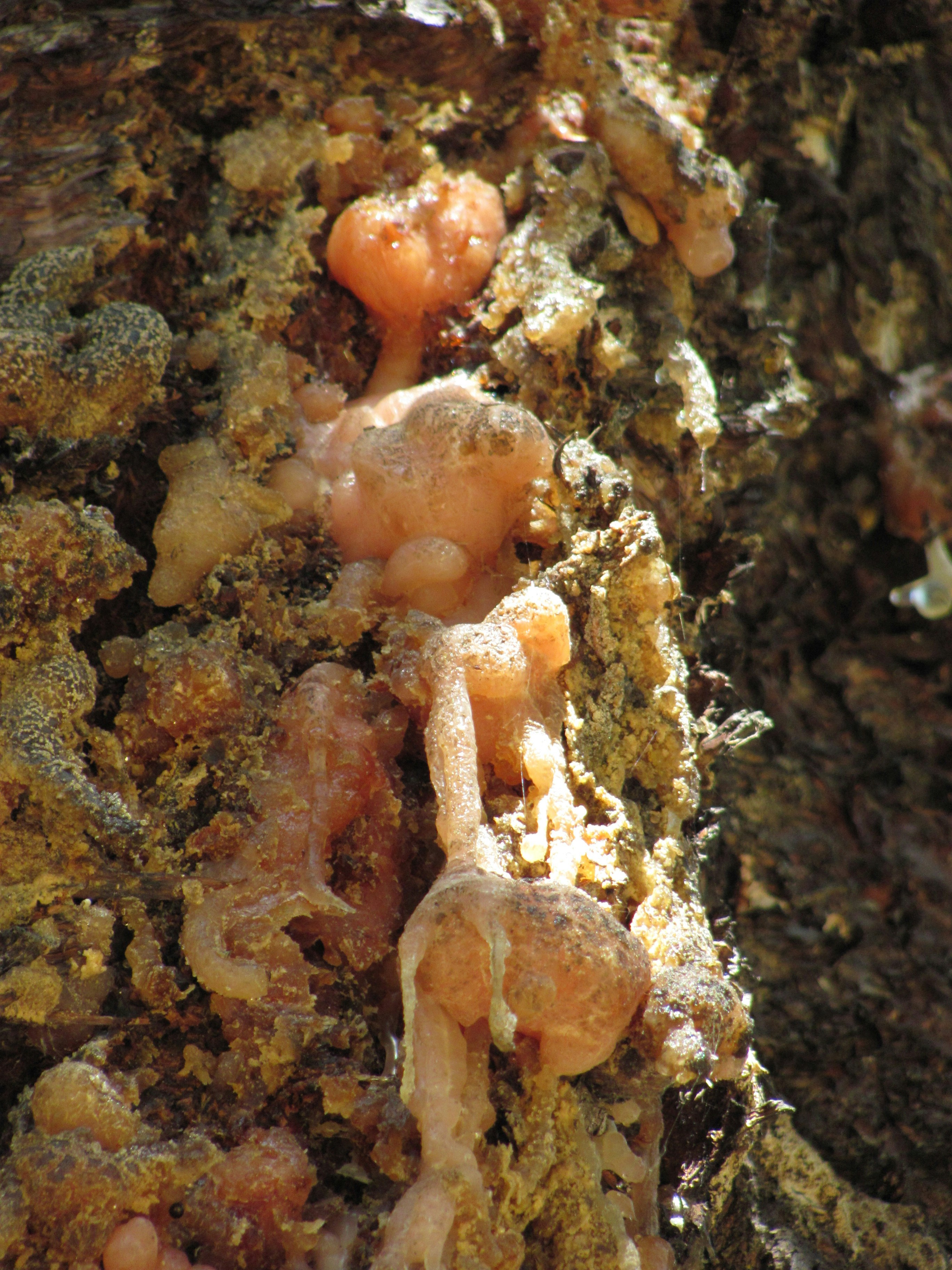 Close-up of amber-colored tree sap on bark.
