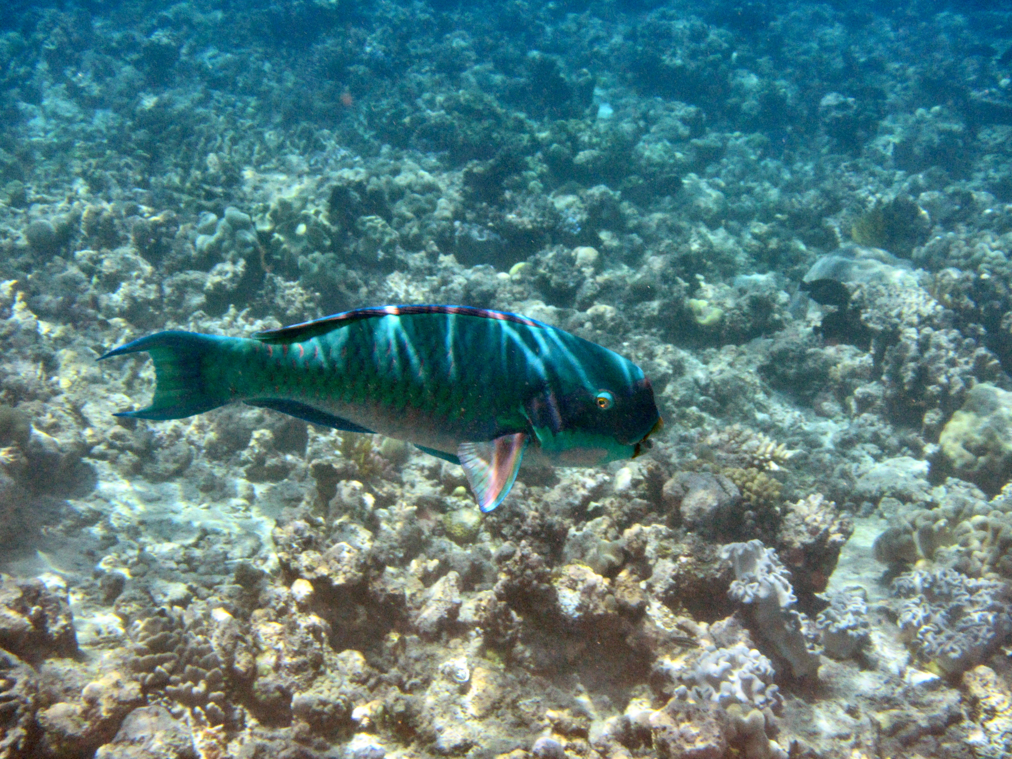 A colorful parrotfish swims over a coral reef.