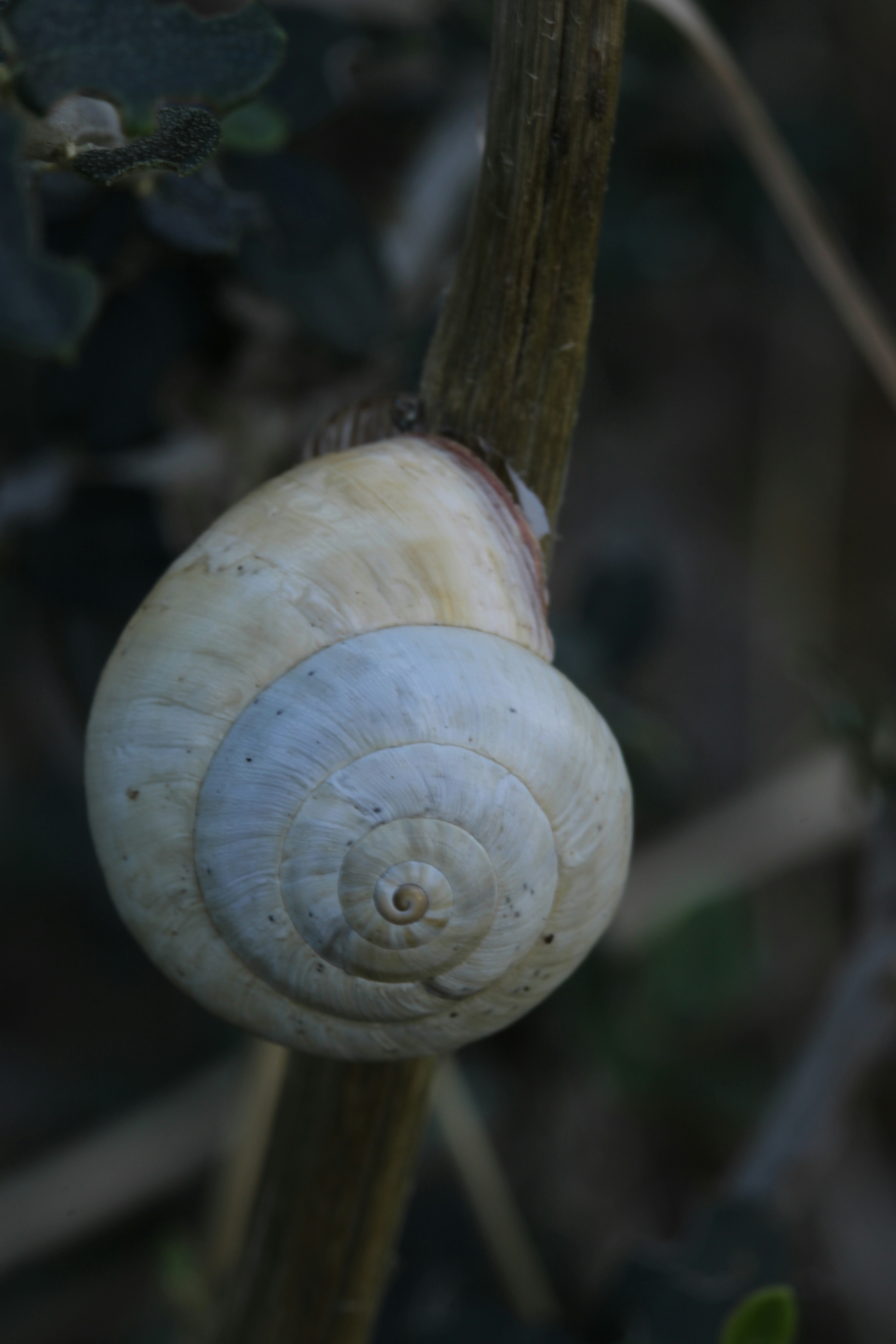 Spiraled Contemplation: A Pale Snail Clings to a Vine