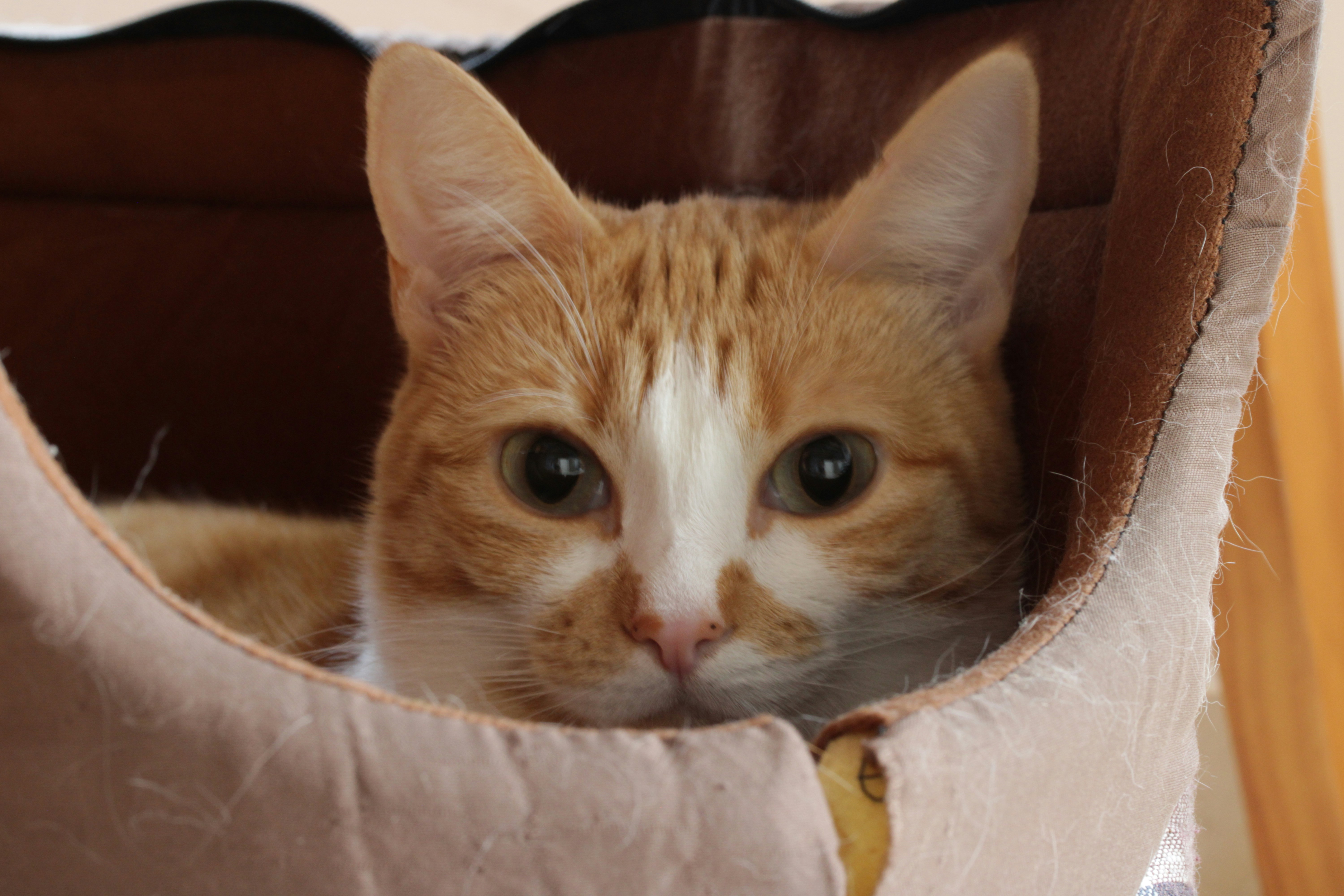 Cozy orange-and-white feline tucked into a soft pet bed
