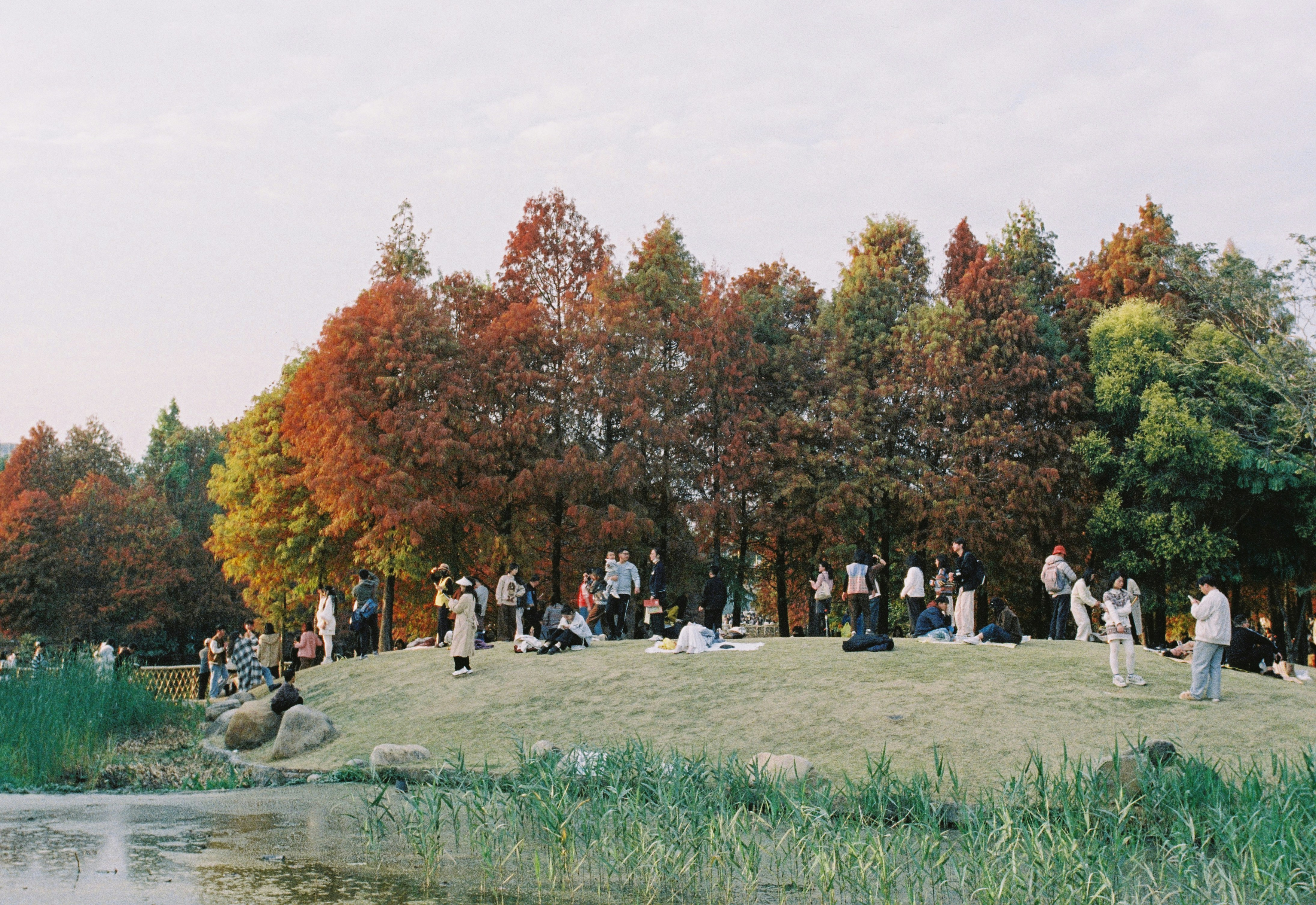 Autumn Meadow by the Lake: People Gather Under a Palette of Fall Trees
