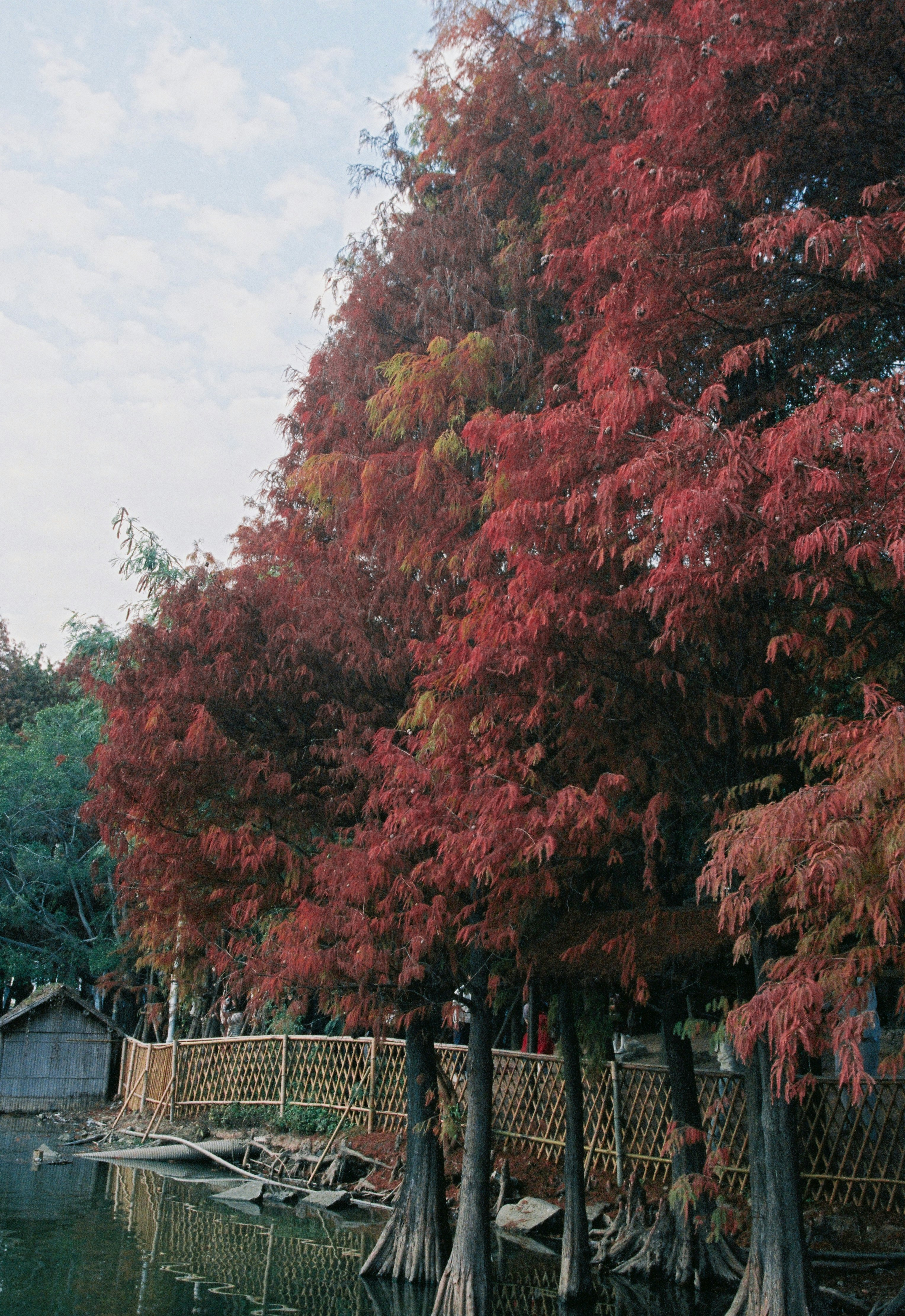 Red autumn canopy over tranquil waters