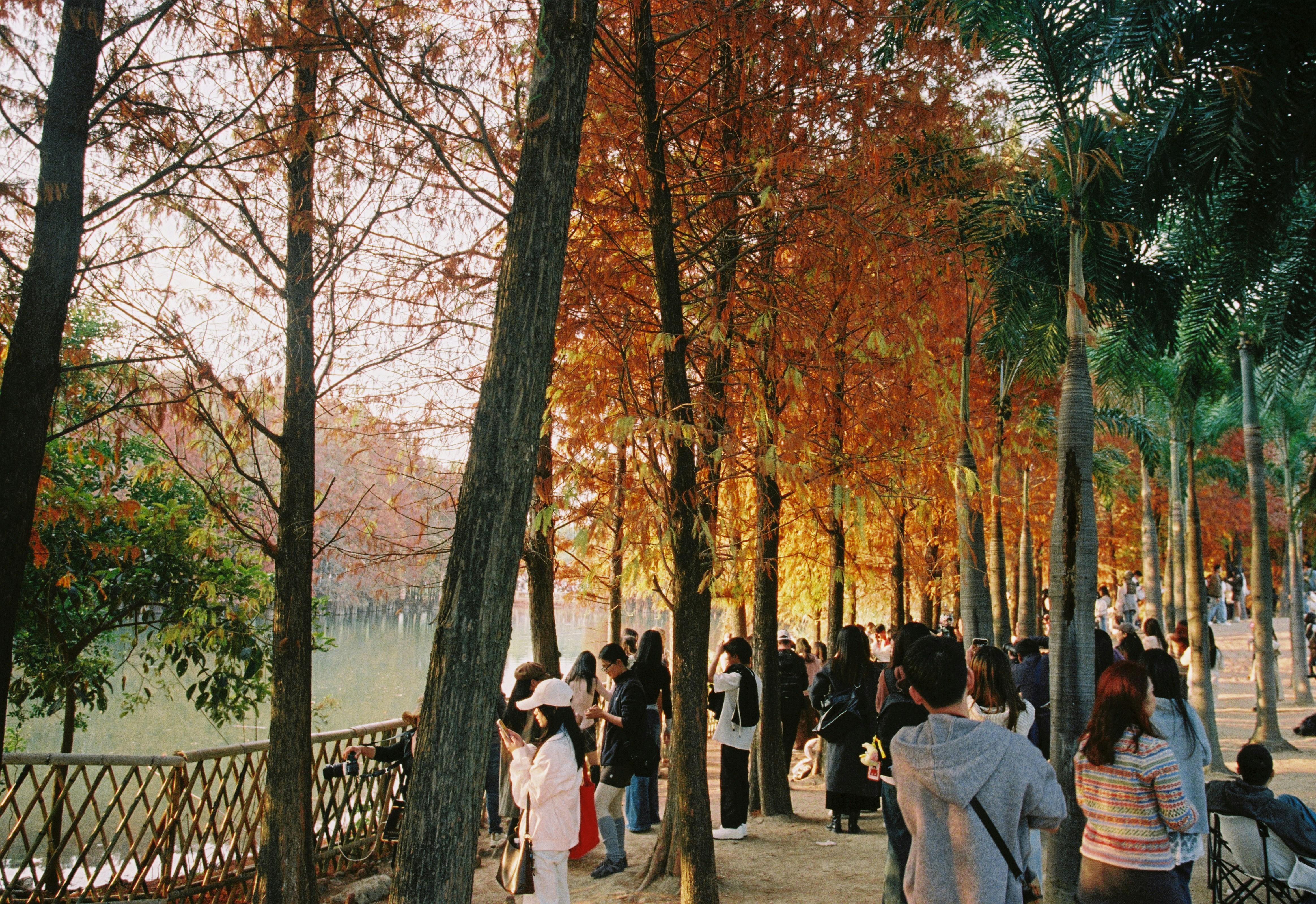 Autumn Riverside Walkway: People Amid Gilded Trees