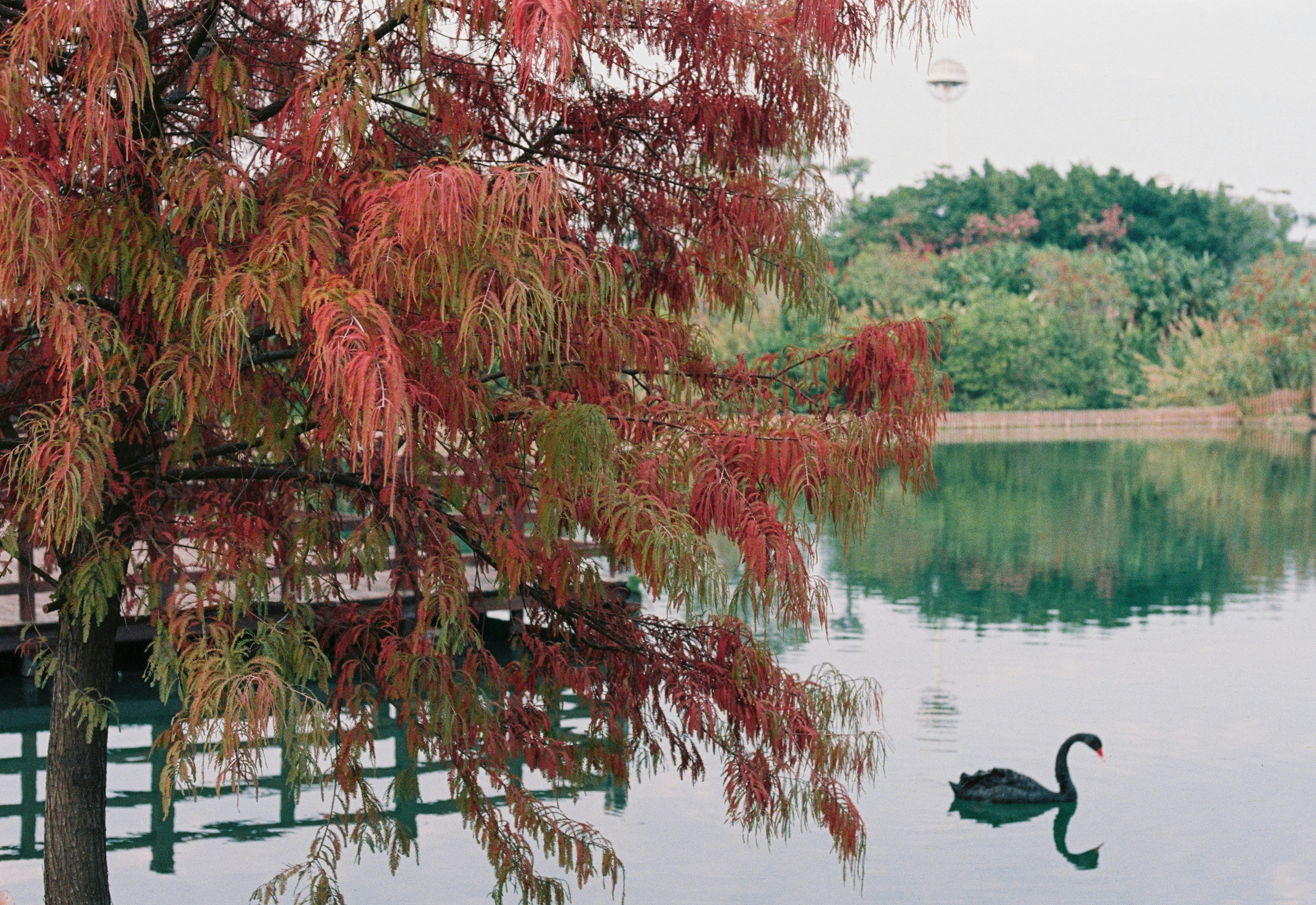 Red-leaved Maple Overlooking a Silent Lake with a Swan