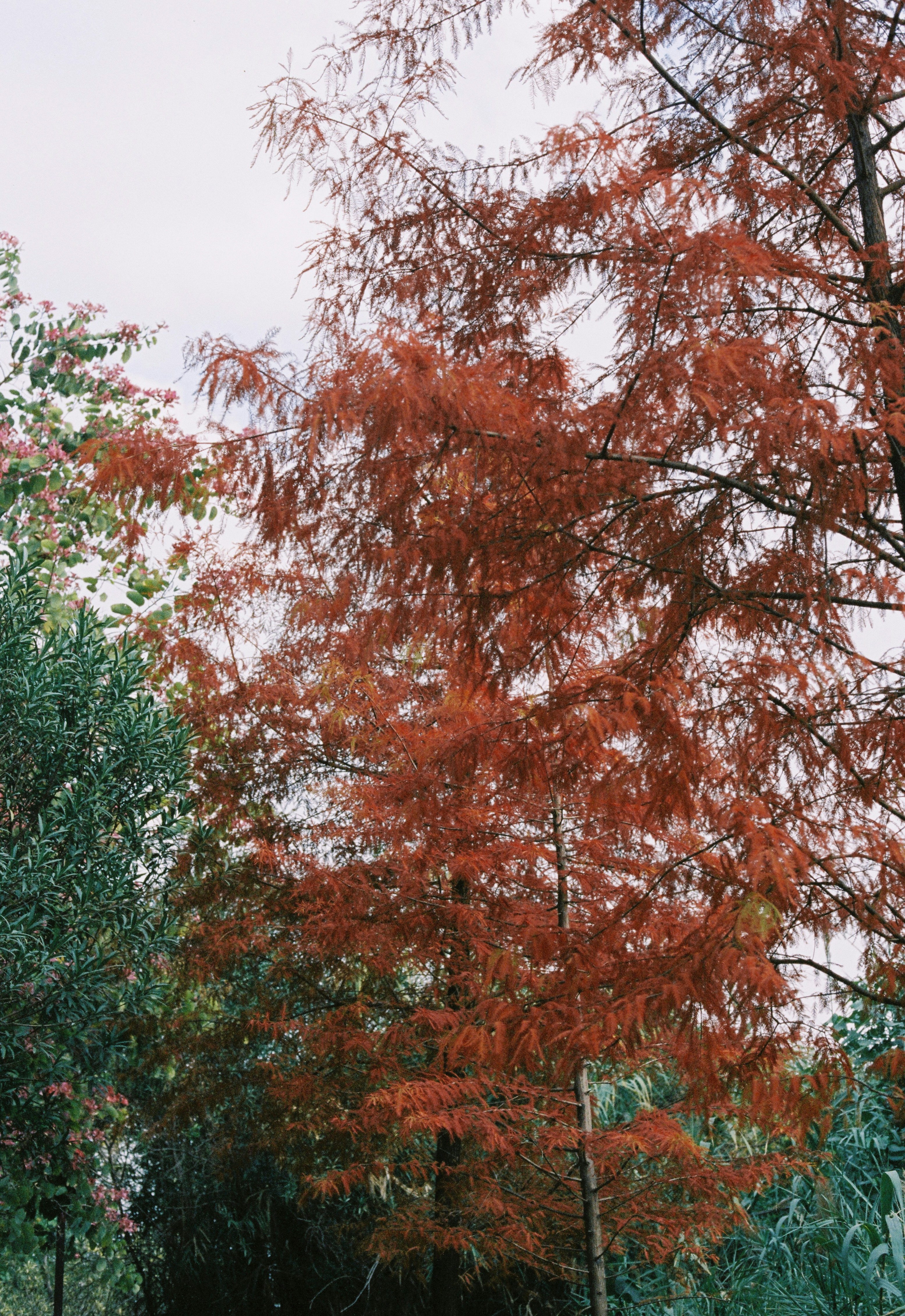 Autumn Canopy: Red Maple Framed by Emerald Foliage