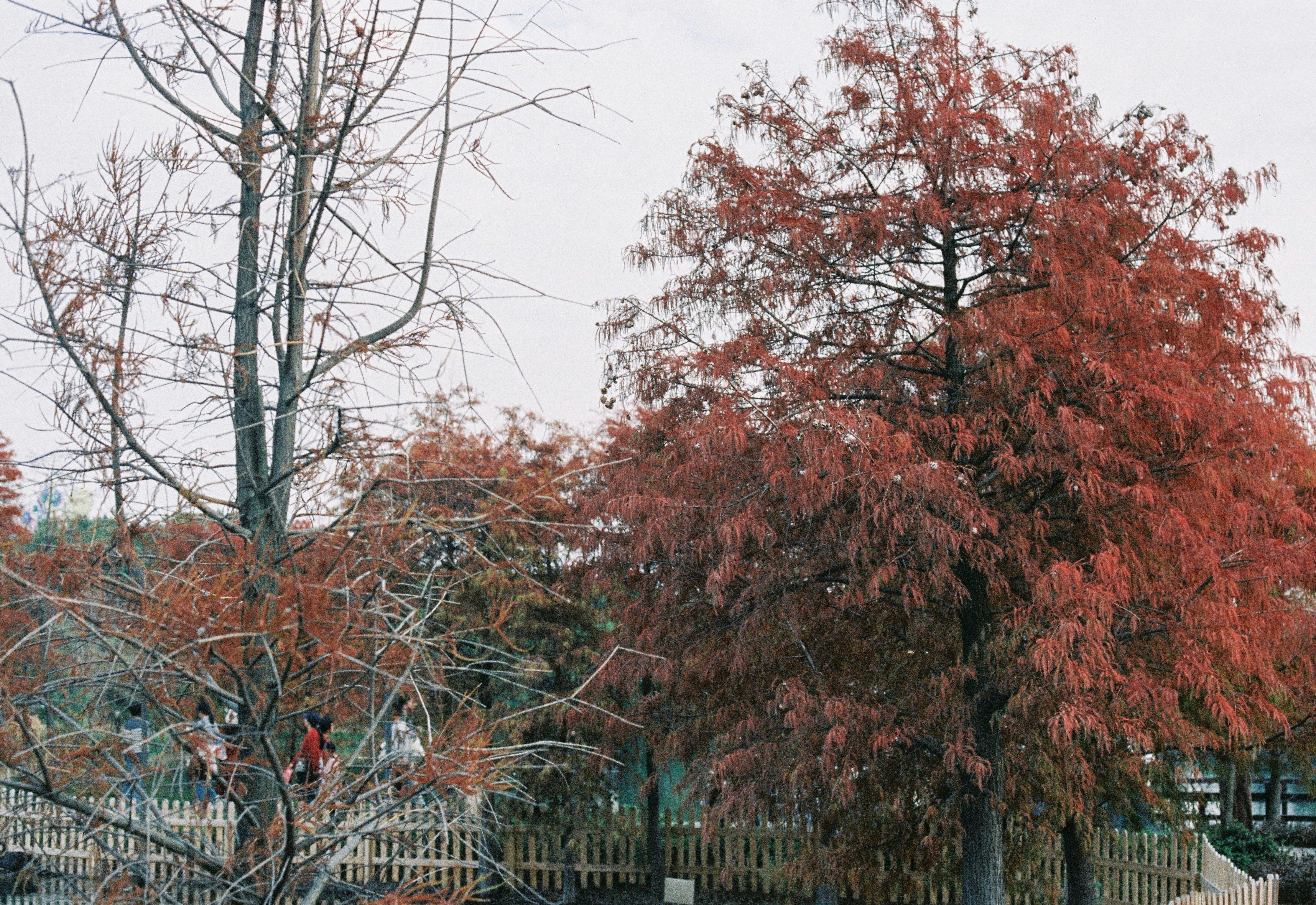 Autumn Reds at the Fenced Park Gate