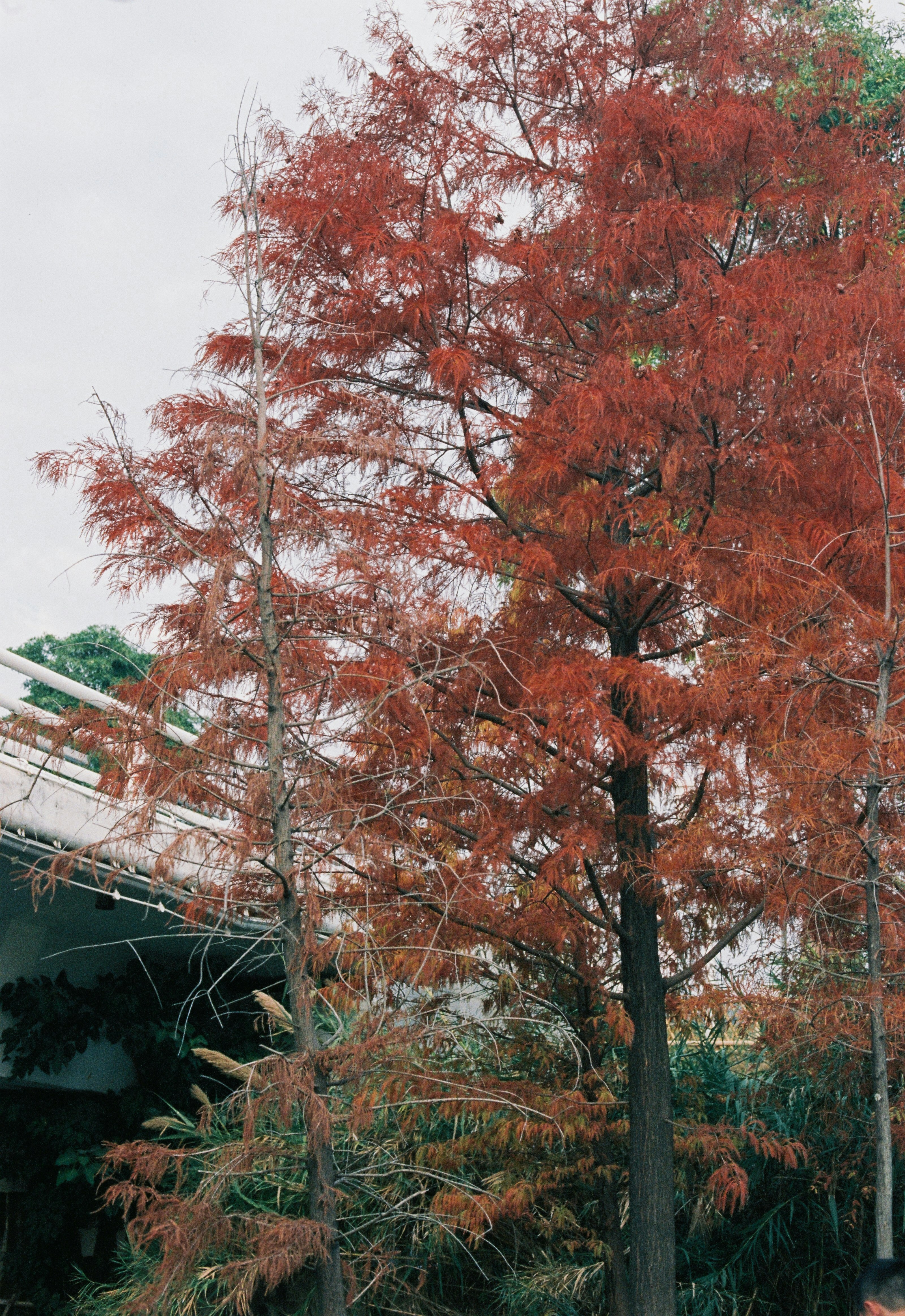 Crimson Canopy: Autumnal Red Maple Overlook