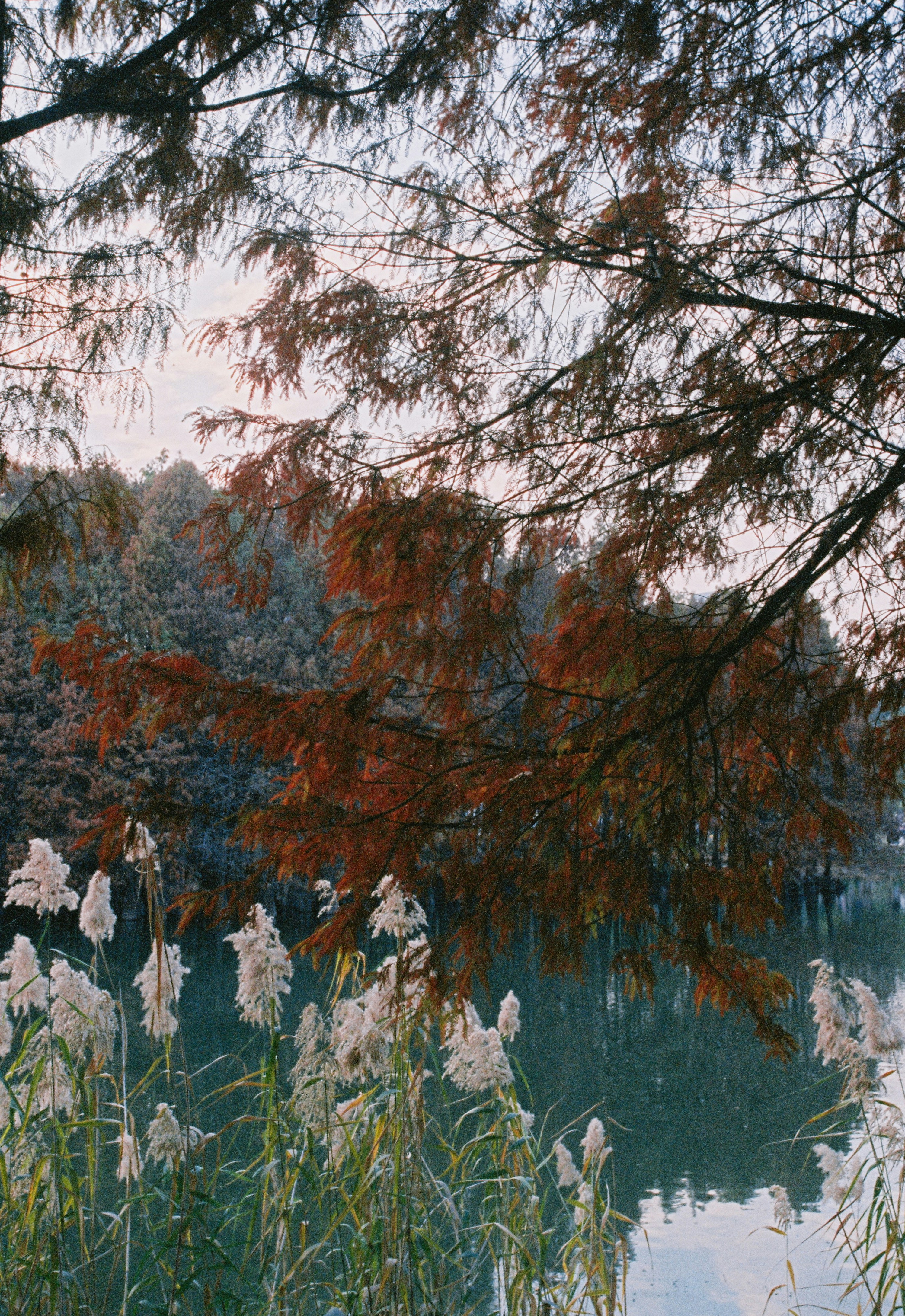Red-Leaf Canopy Over Quiet Waters